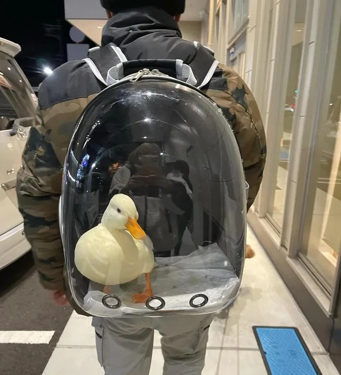duck backpack | Scrolller