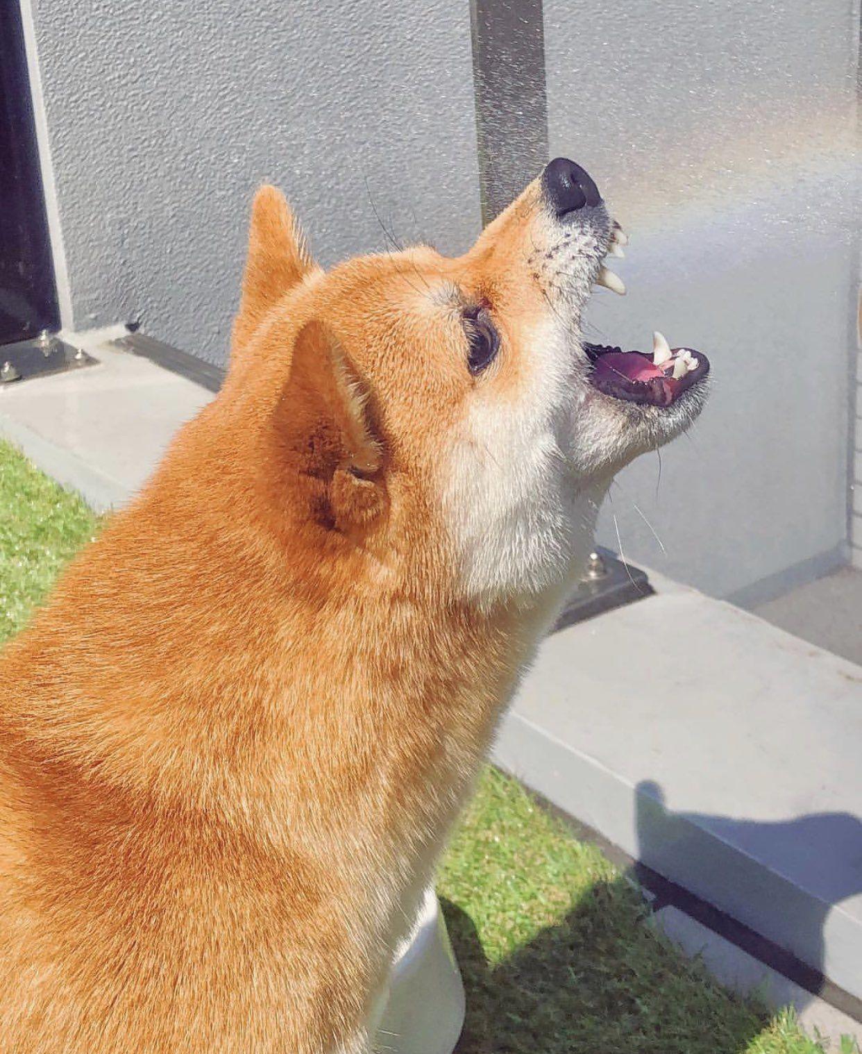 Leaked image of Yuki Tsunoda in the VCARB pit | Scrolller