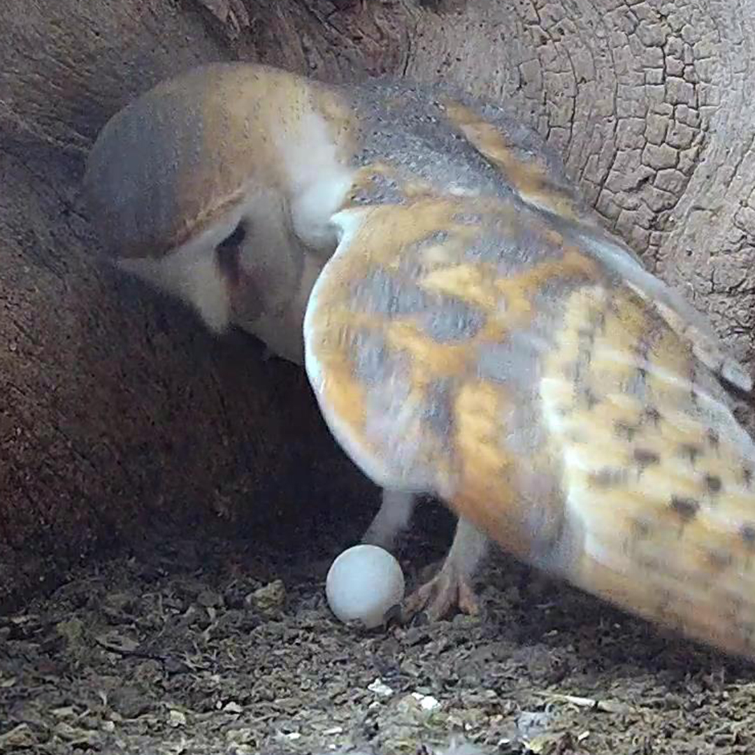 This Barn owl named Gylfie laid her first egg.. | Scrolller