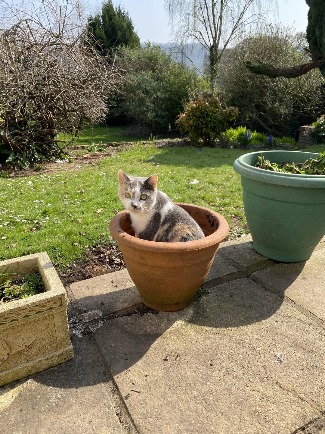 This is Pink, my little spring flower! | Scrolller