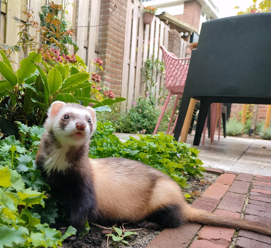 I just needed everyone to know Boris is a very pretty boy | Scrolller