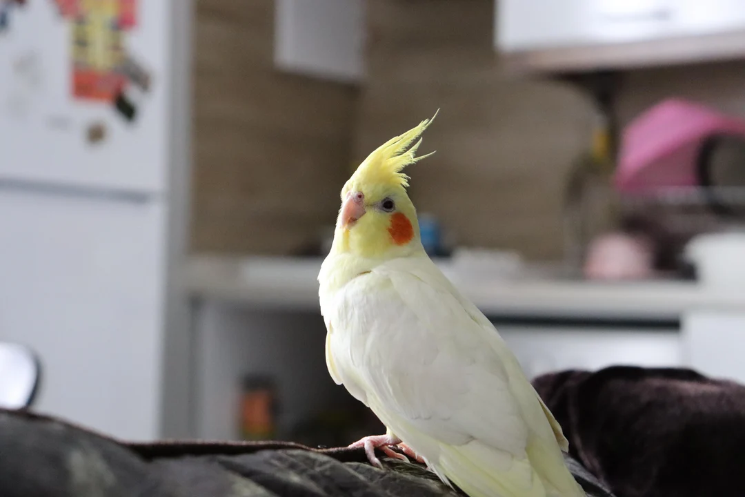 Why is my tiel aggressive to my wife? | Scrolller