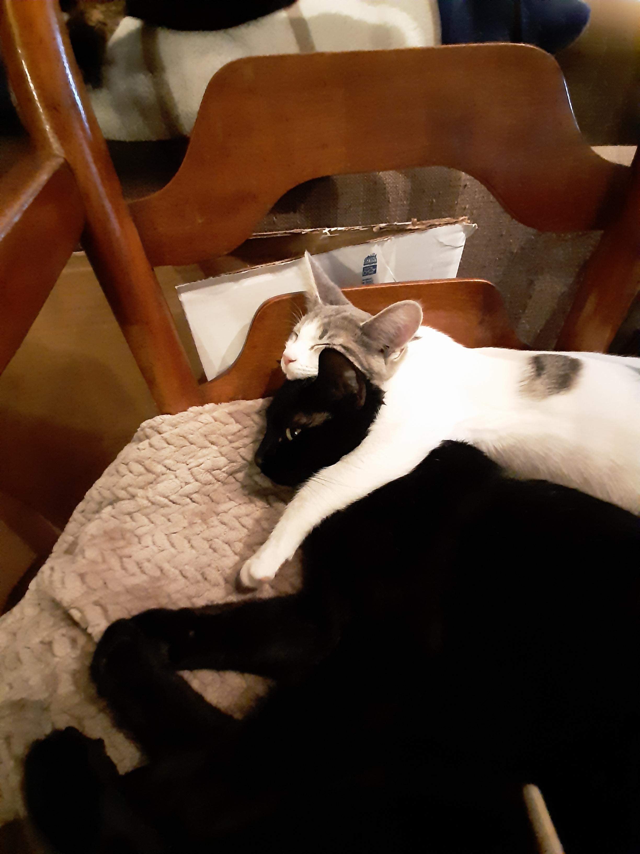 (OC) I've always wanted to share my kitties, here's two of them | Scrolller