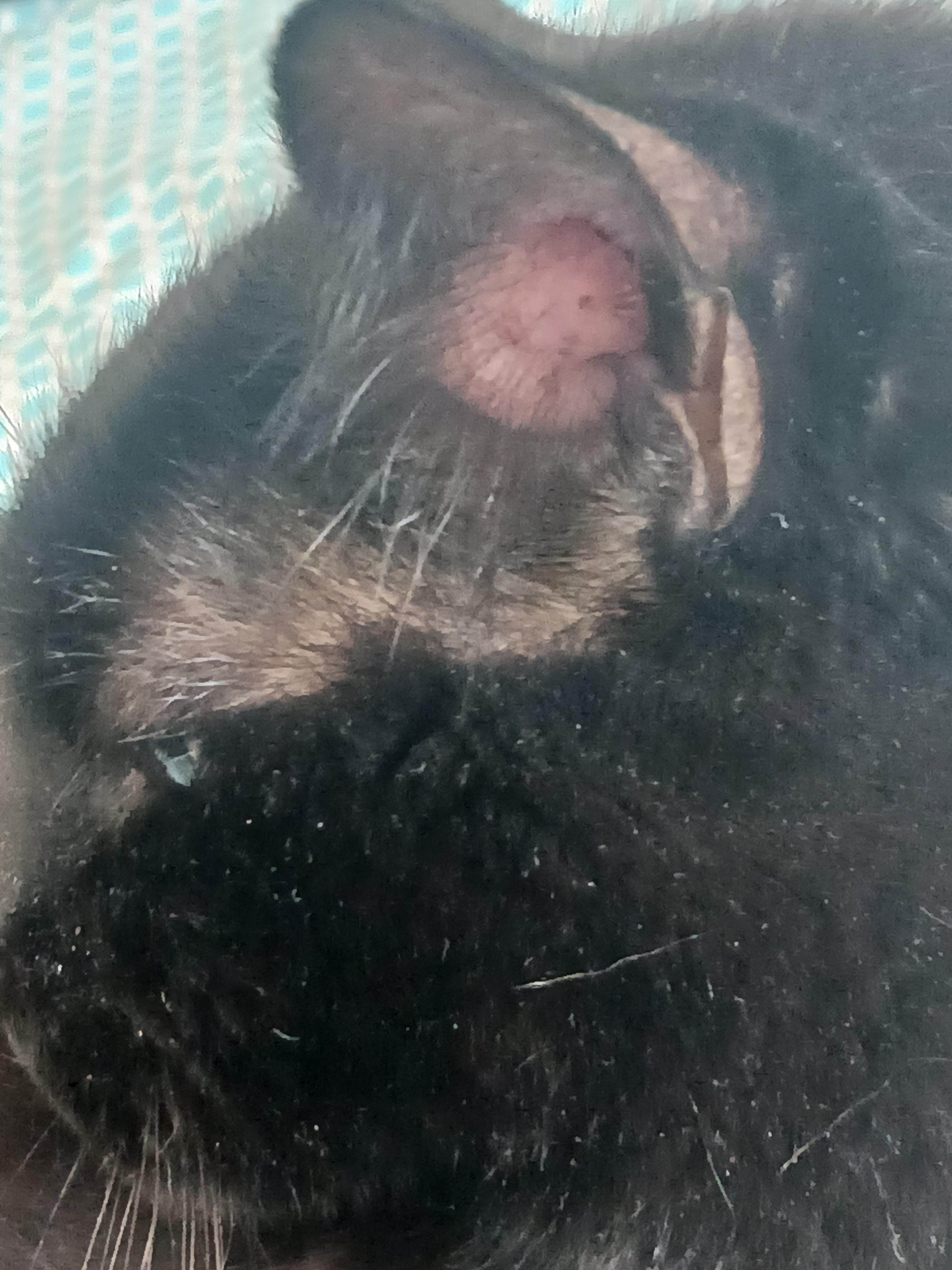 Weird bump | Scrolller