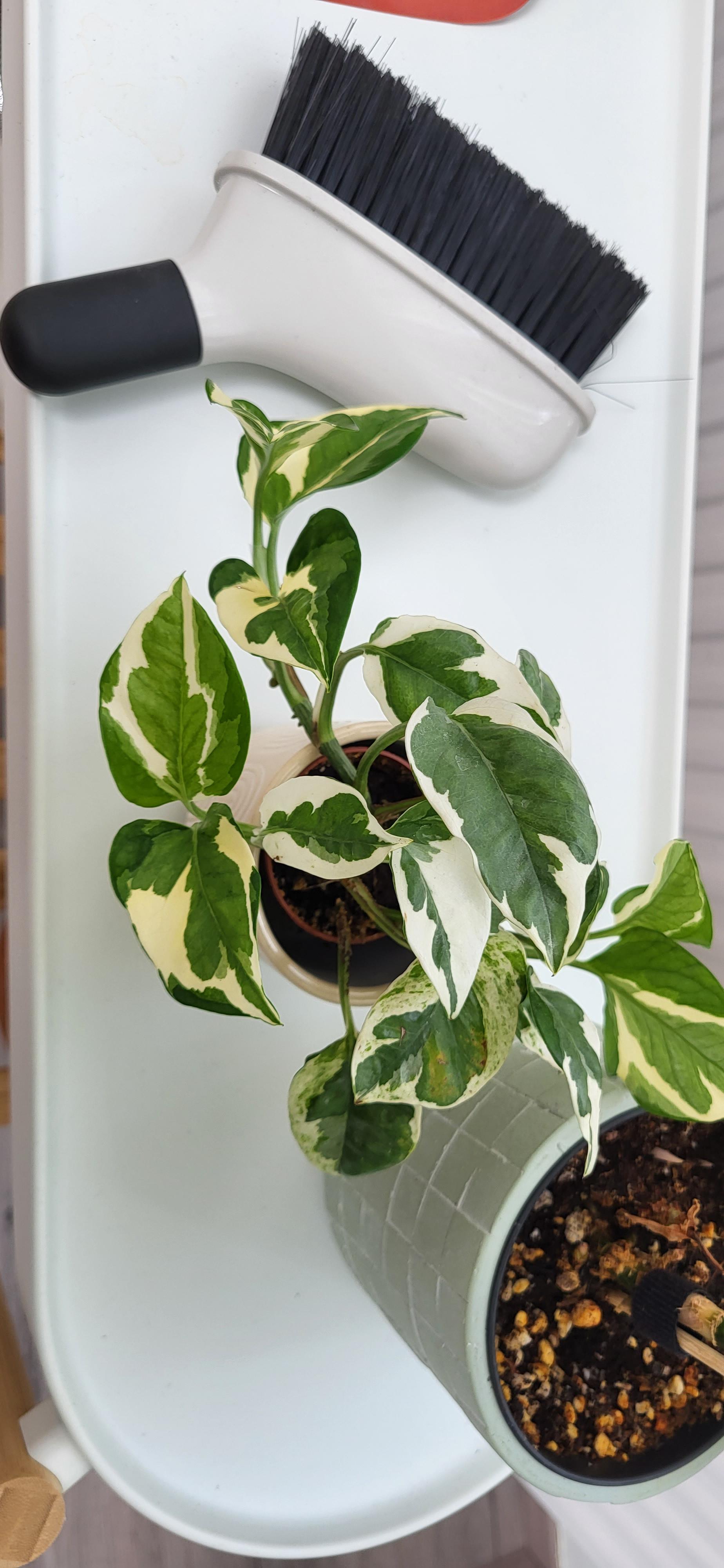 Why is my n joy pothos yellowing on newer leaves? | Scrolller