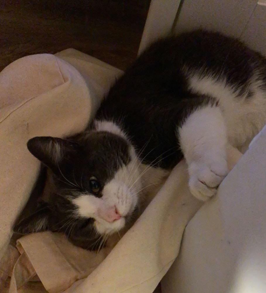 this is my lovely boy, leo :) | Scrolller