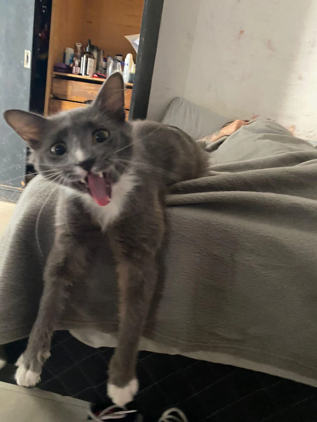 Is he laughing or is he screaming? hahah | Scrolller