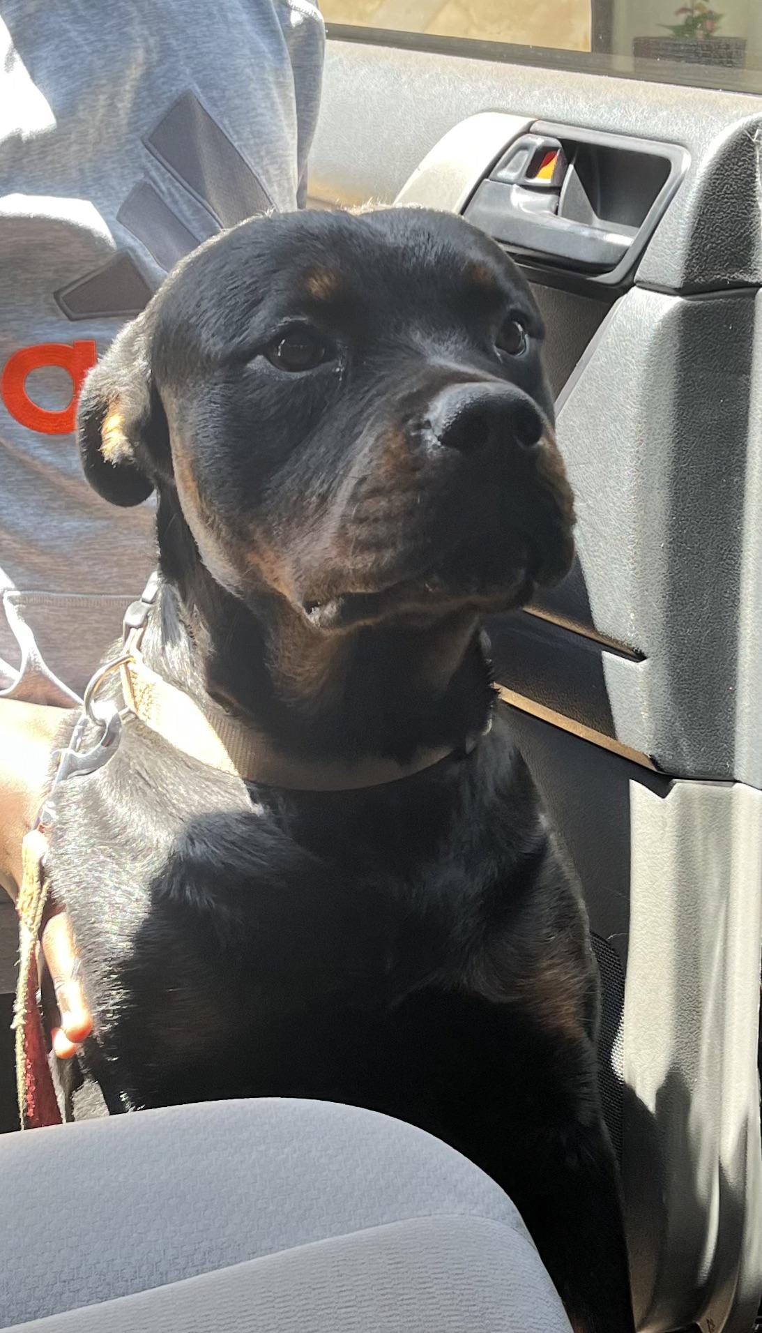 Eros’ return visit to the vet (he’s going through war flashbacks) | Scrolller