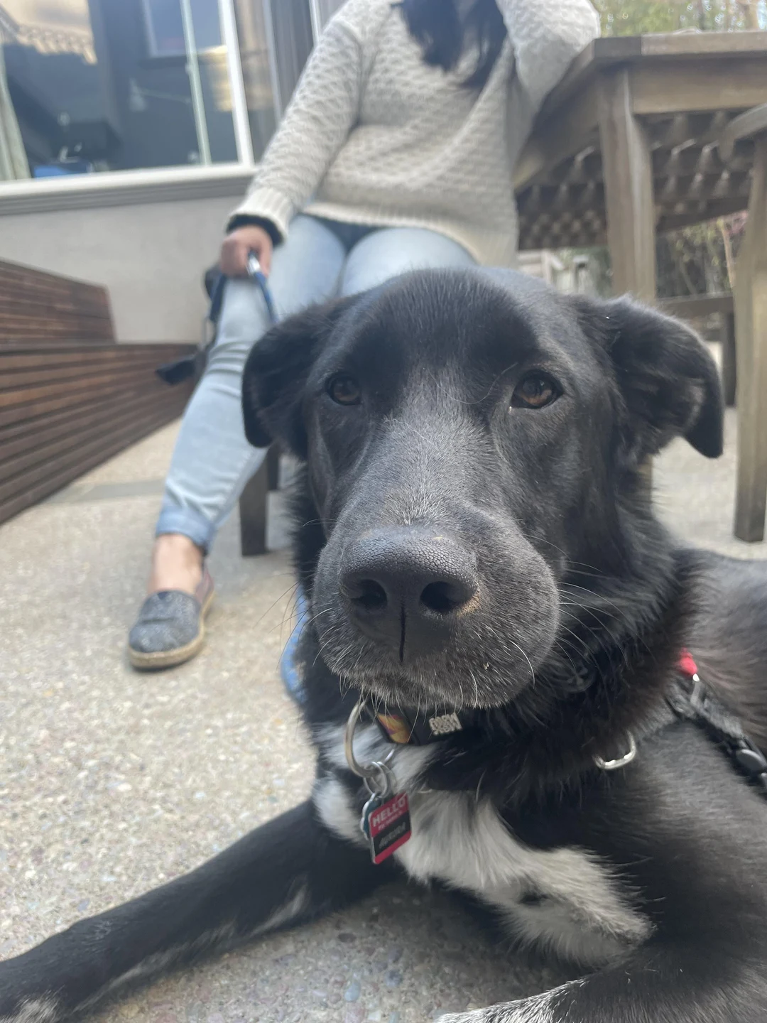 Her second bee sting of the week. She just can’t leave the spicy flies alone. | Scrolller