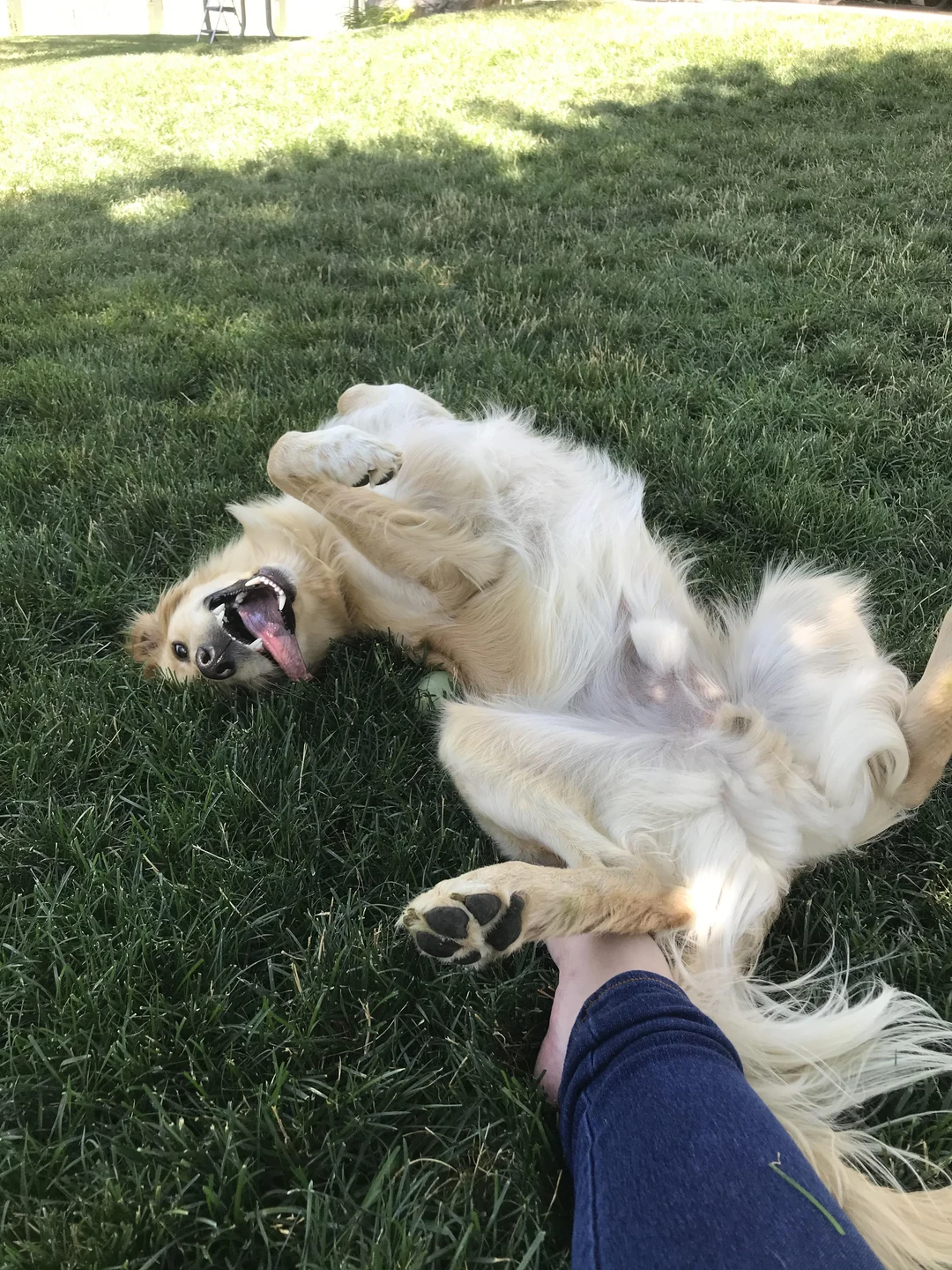 (OC) Just my weirdo dog being weird | Scrolller