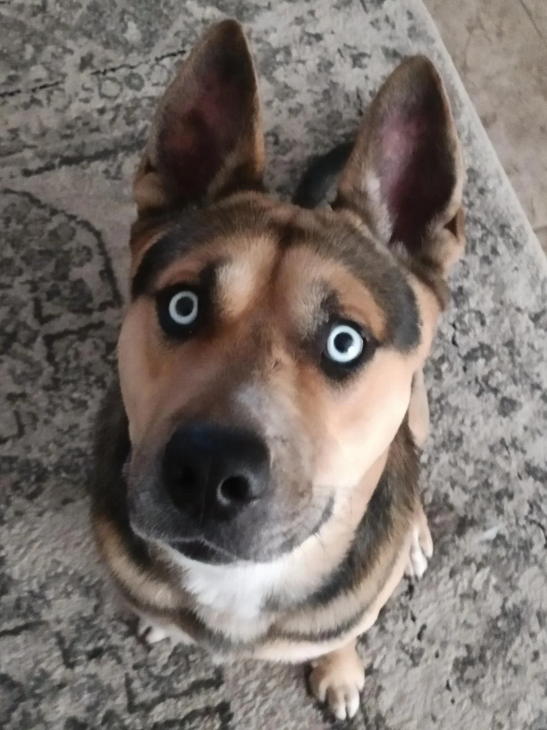 Bruiser Brodie | Scrolller