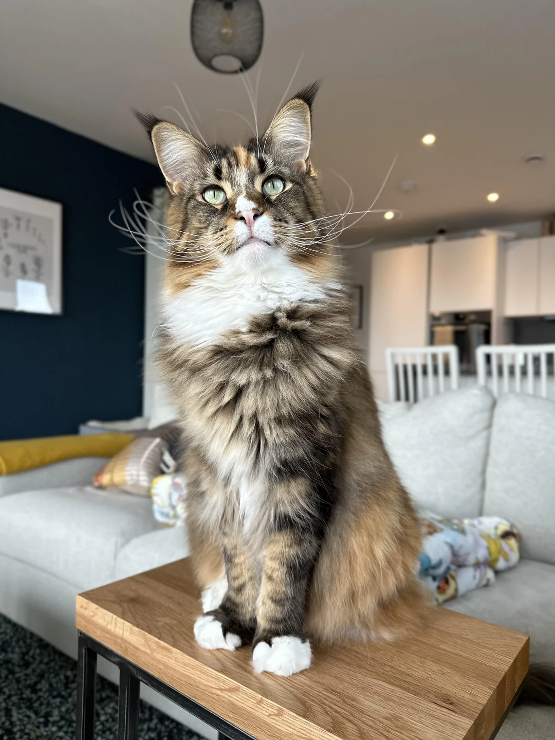 Bought a new sofa table. Sigourney approves. | Scrolller