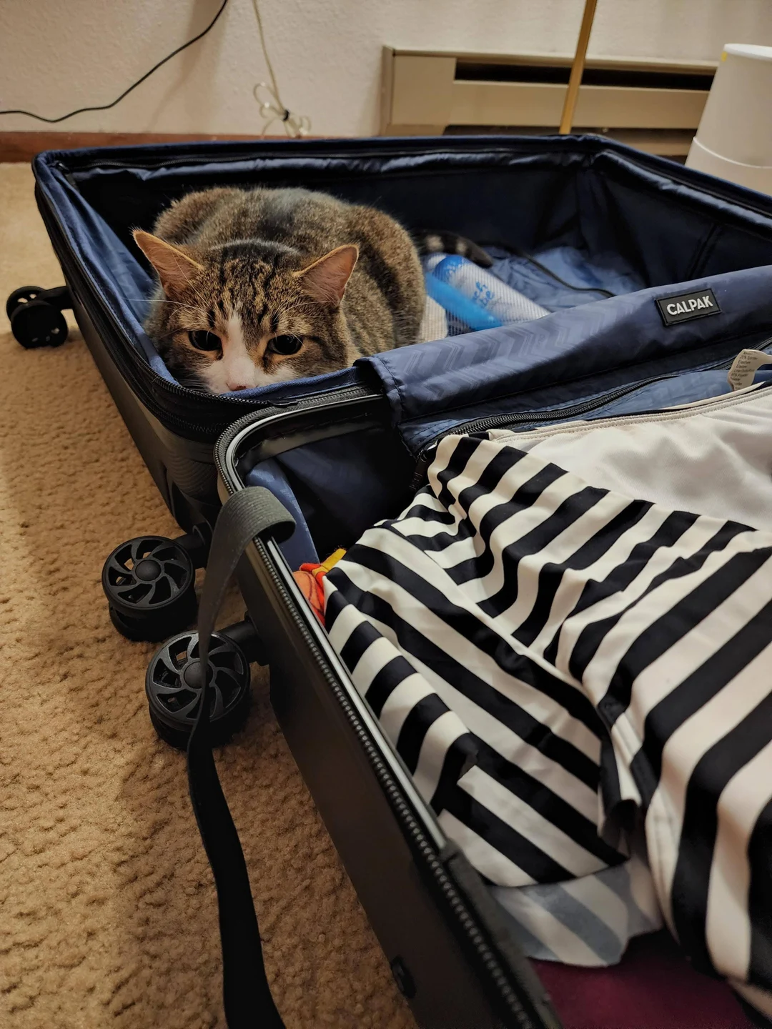 Vacation Trap is Working | Scrolller