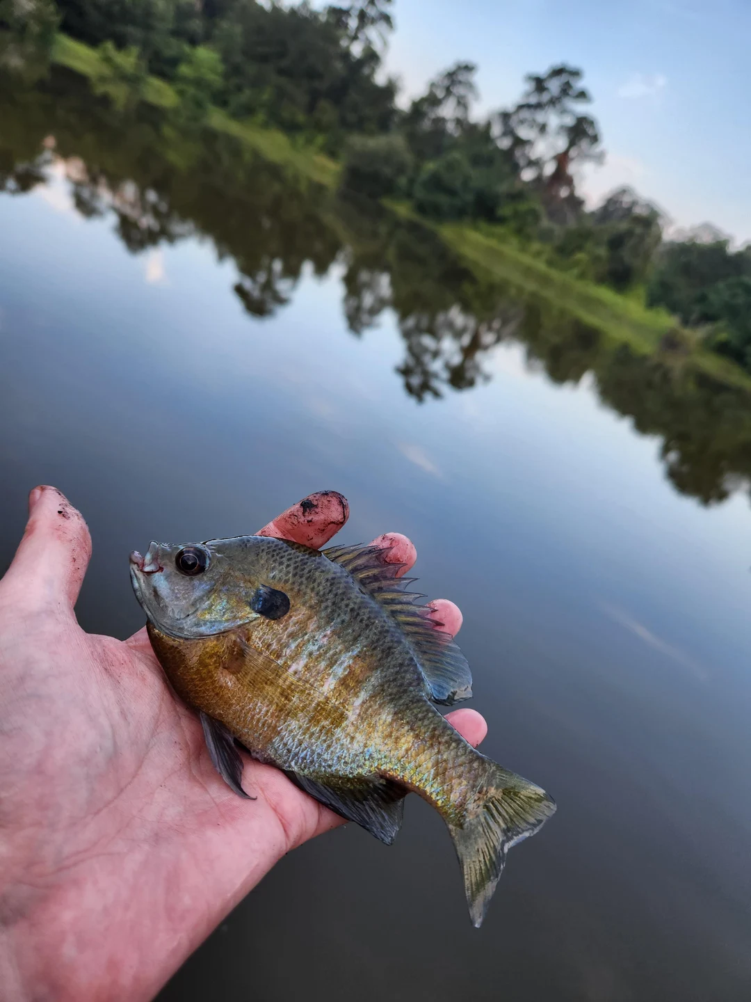 Nothing but Panfish | Scrolller
