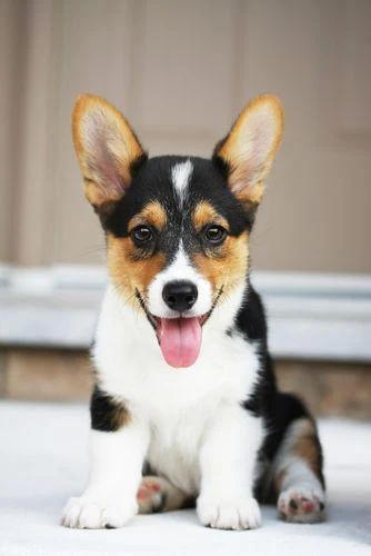 This Cute Pembroke Welsh Corgi 🐶 | Scrolller