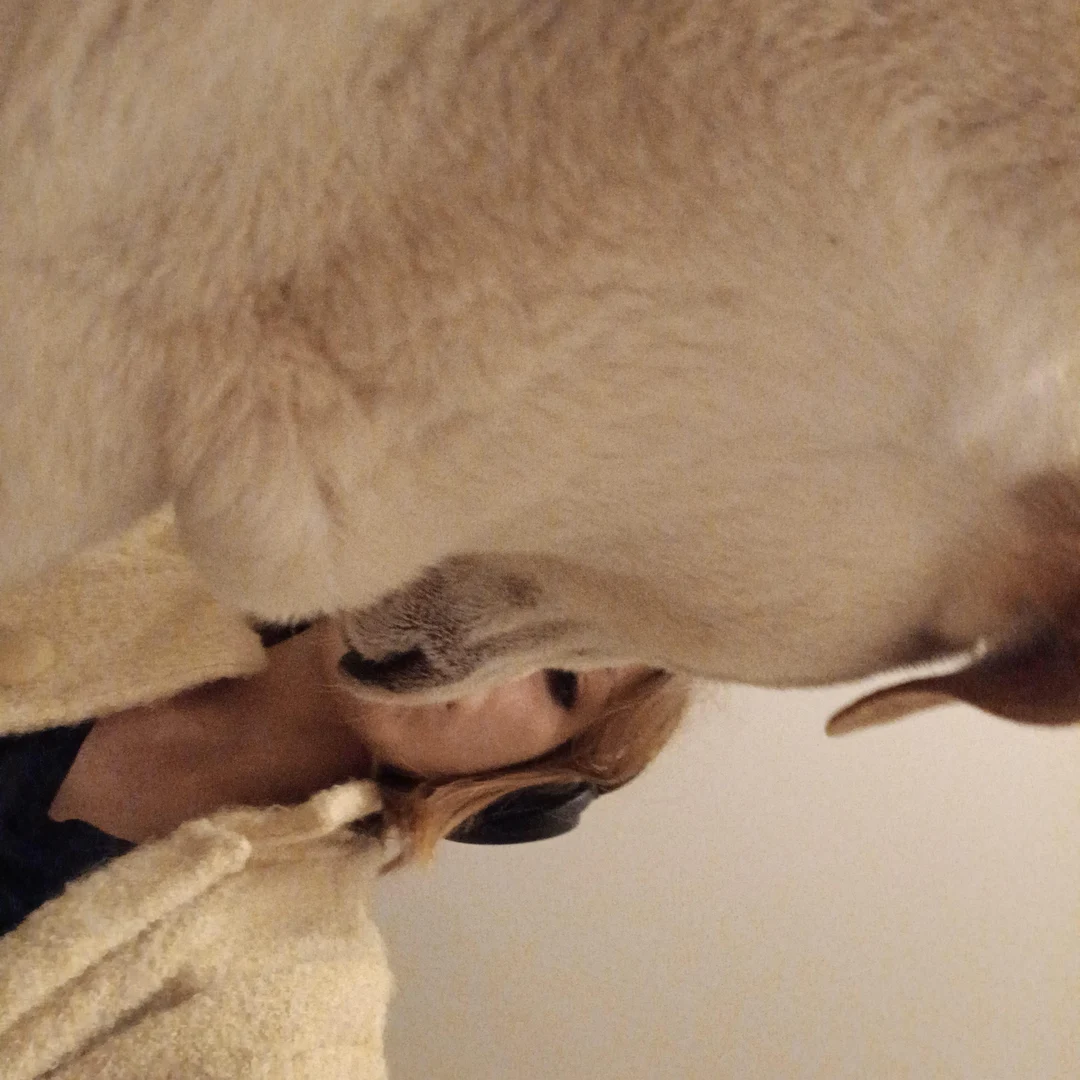 Happy New Year Folks & Dogs | Scrolller