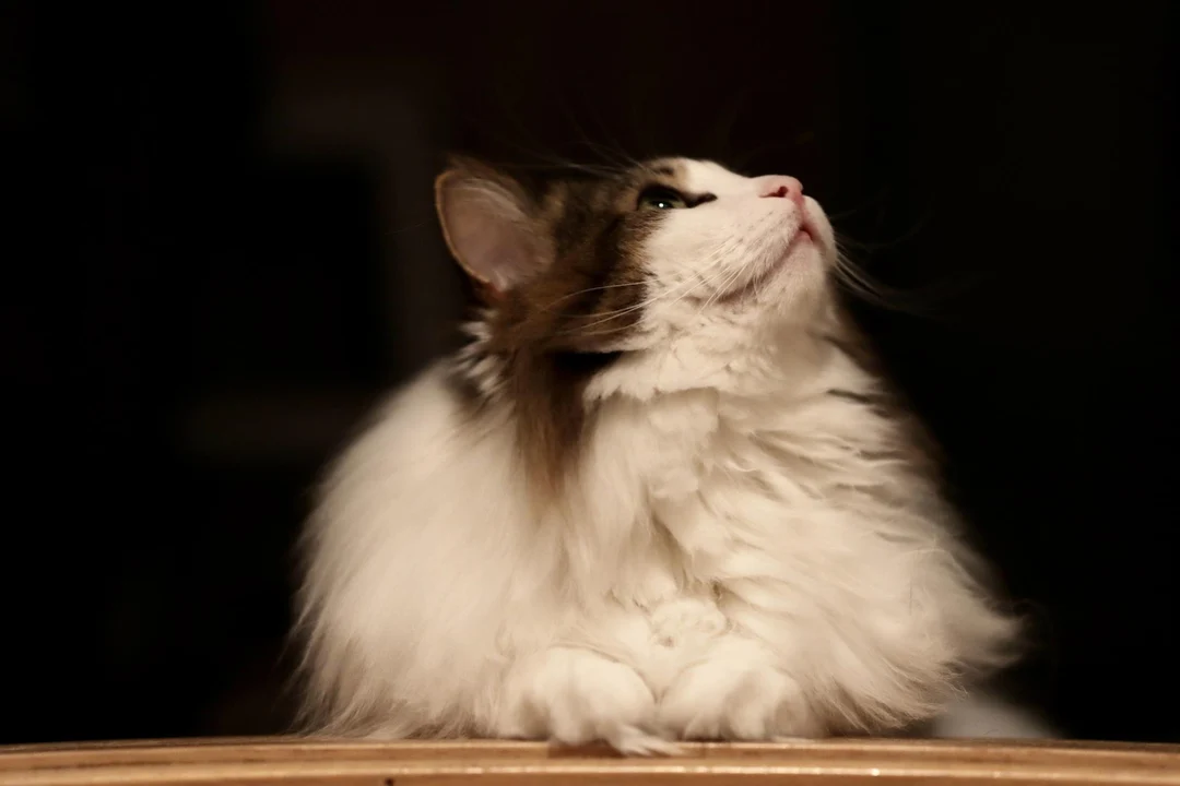 Boop the floof | Scrolller