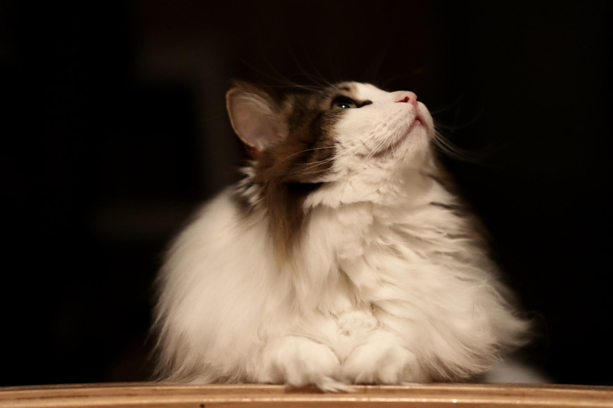 Boop the floof | Scrolller