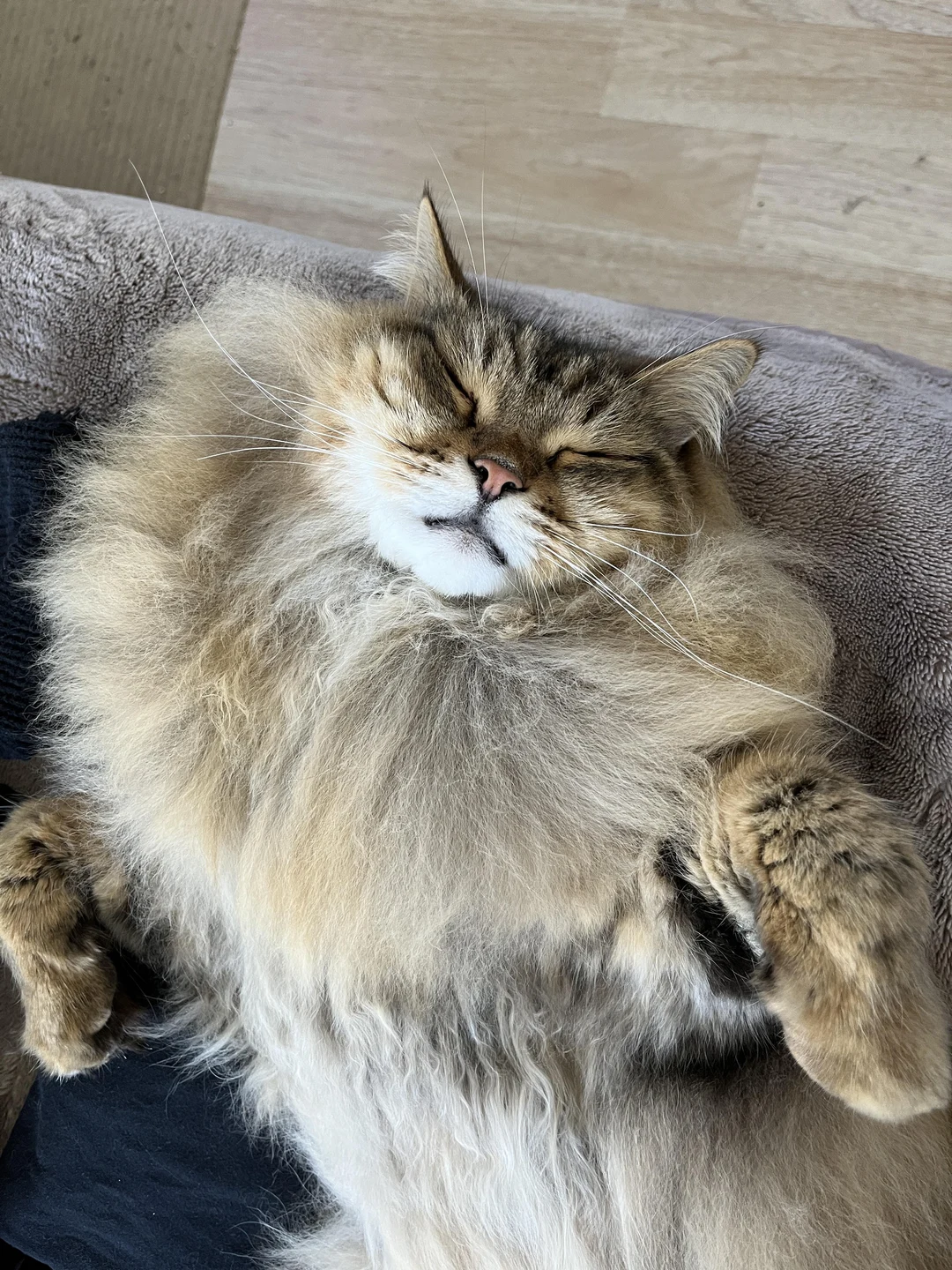 Napping. In. Style. | Scrolller