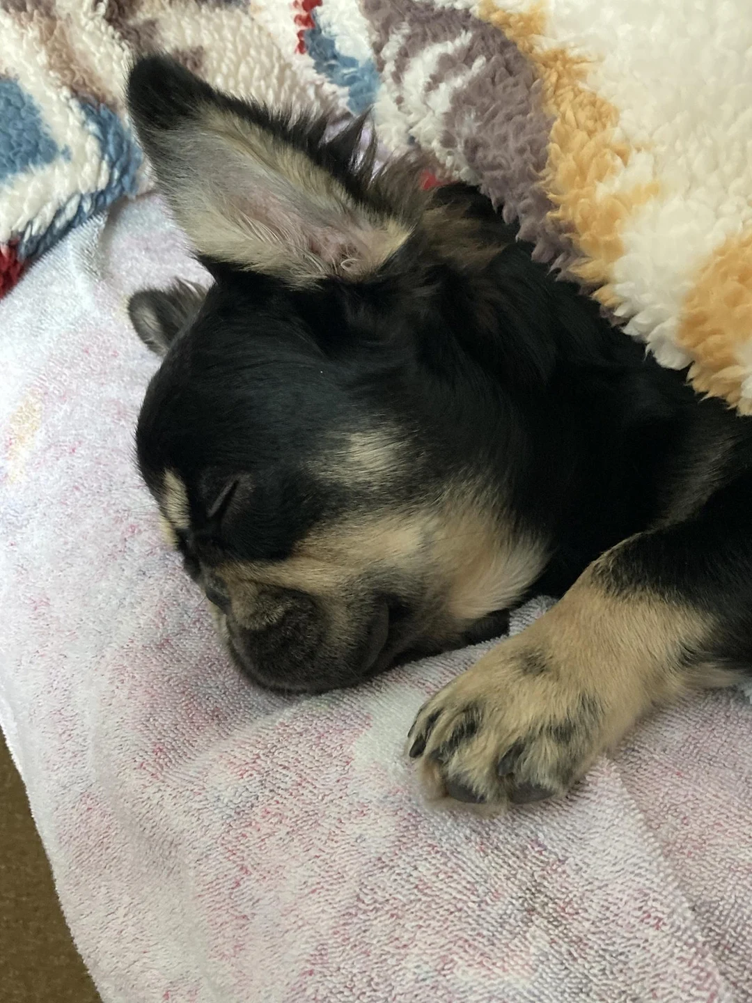 Update:He’s still sleeping | Scrolller