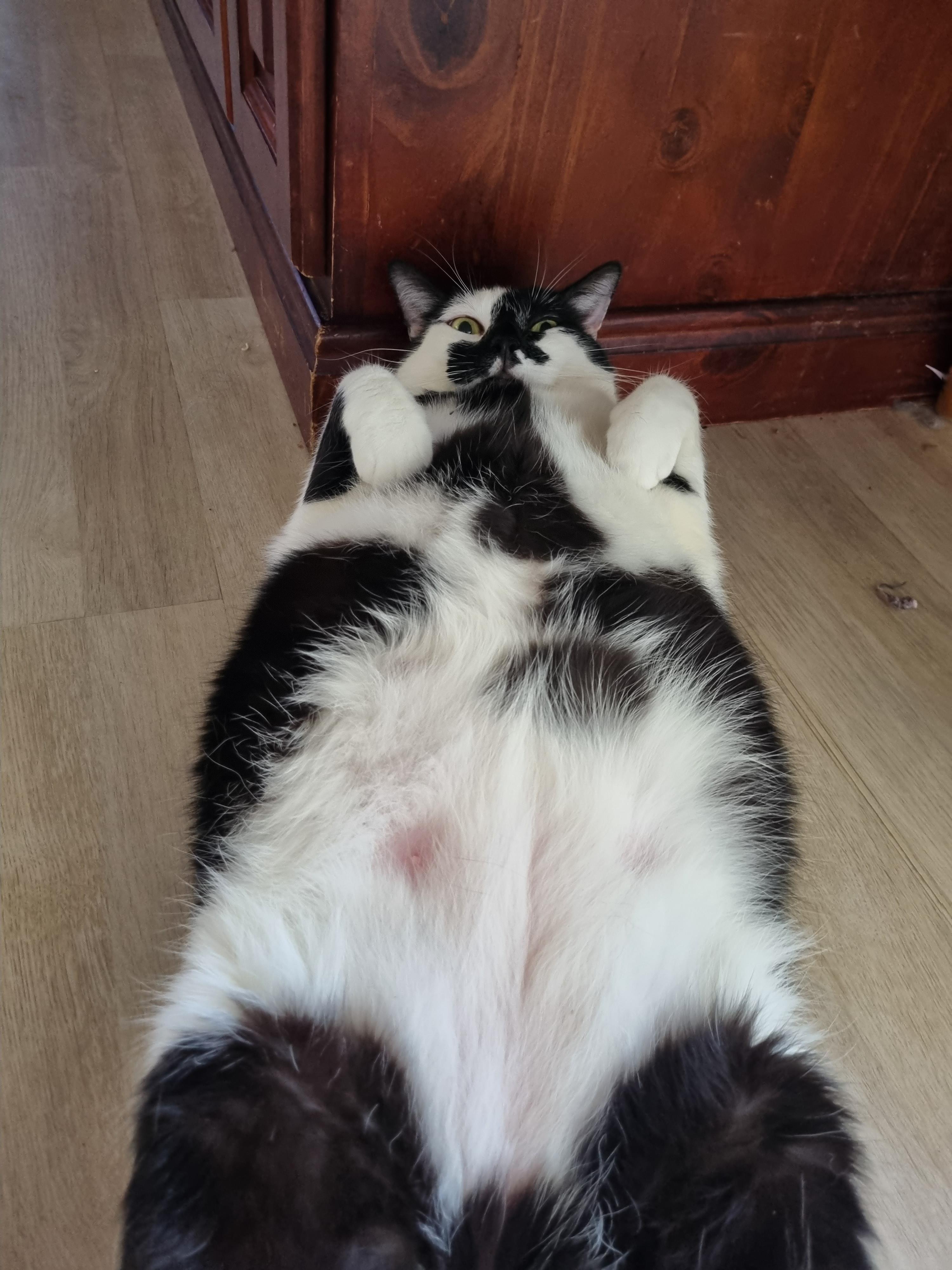 she is just floofy | Scrolller