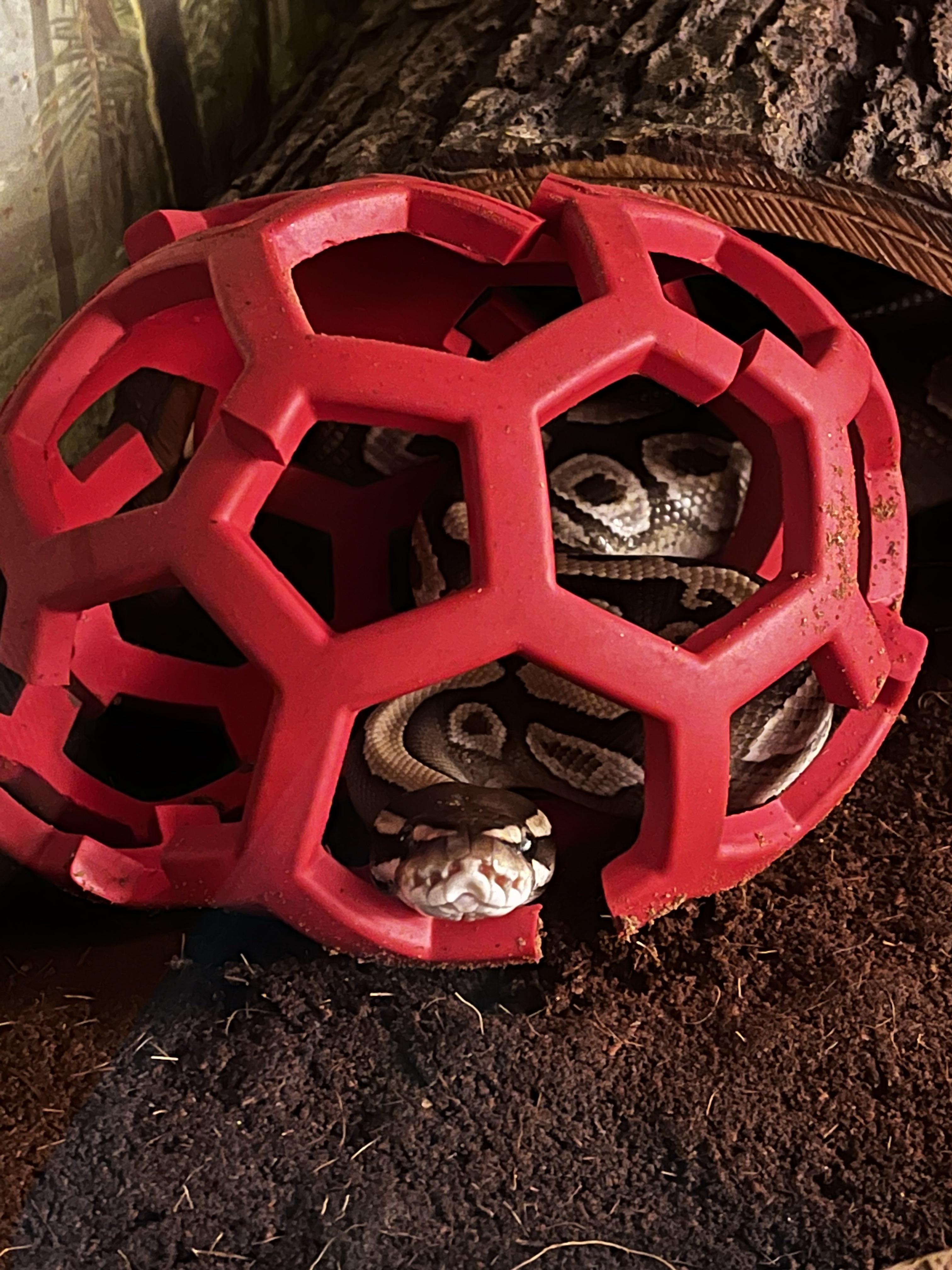 Snek and their ball | Scrolller