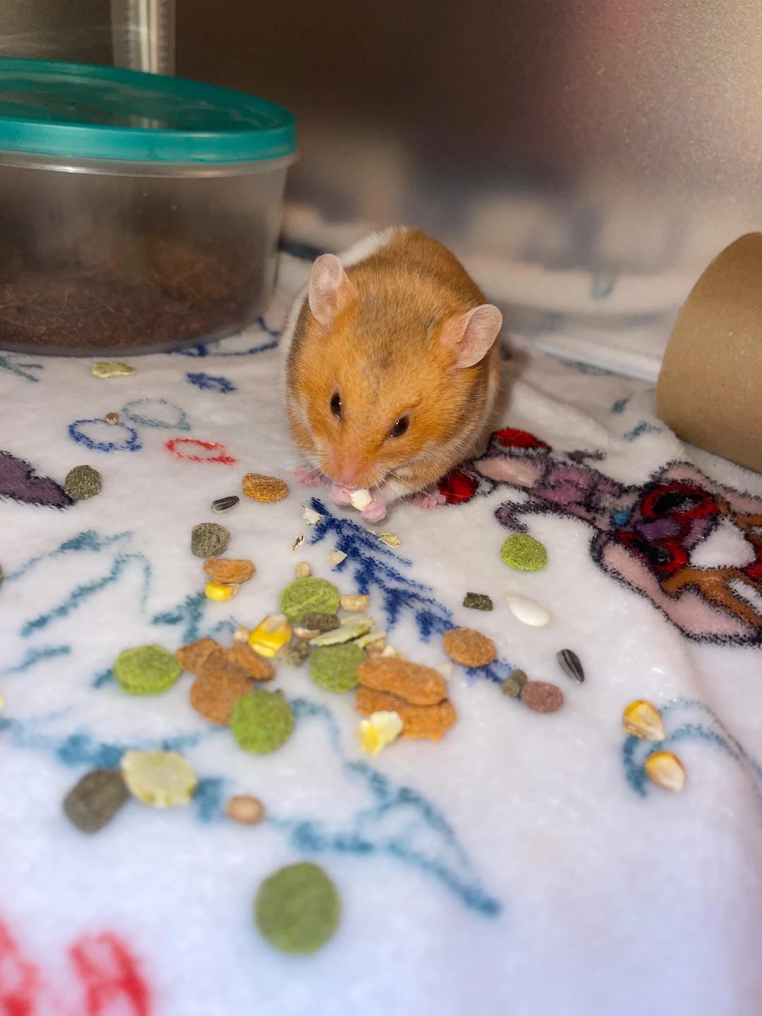 Discover more like Hamsters: Lazy hamster ? and Related Content | Scrolller