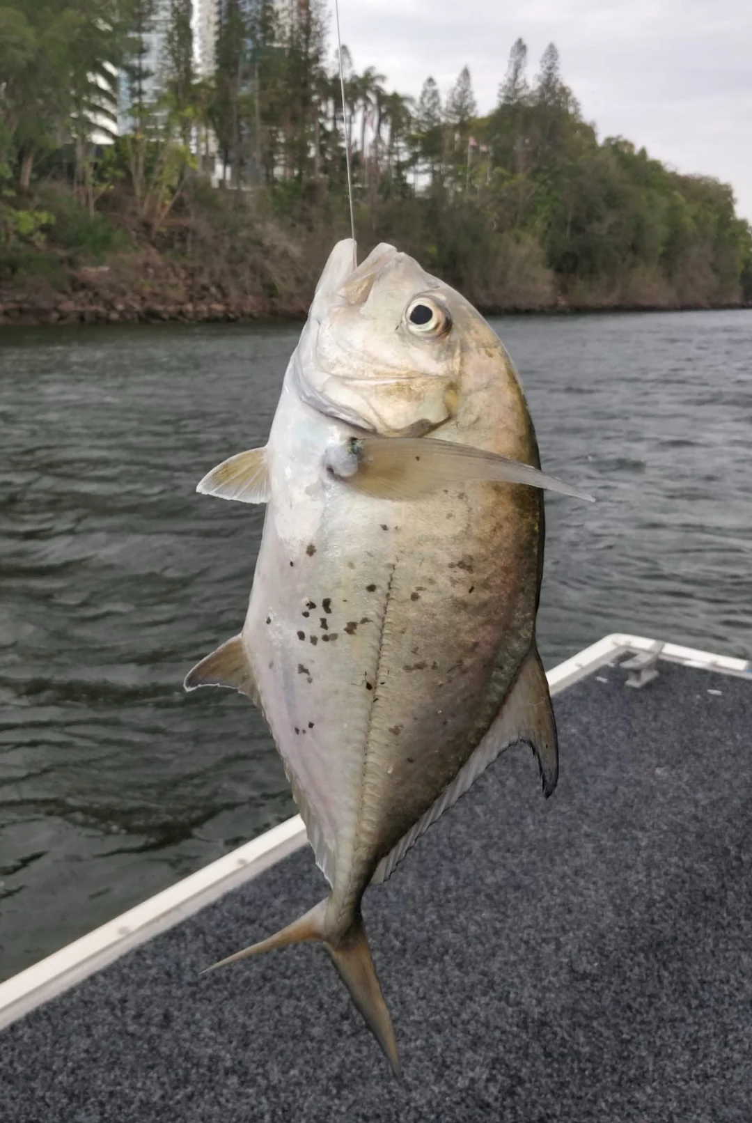 does anyone know what fish this is? | Scrolller