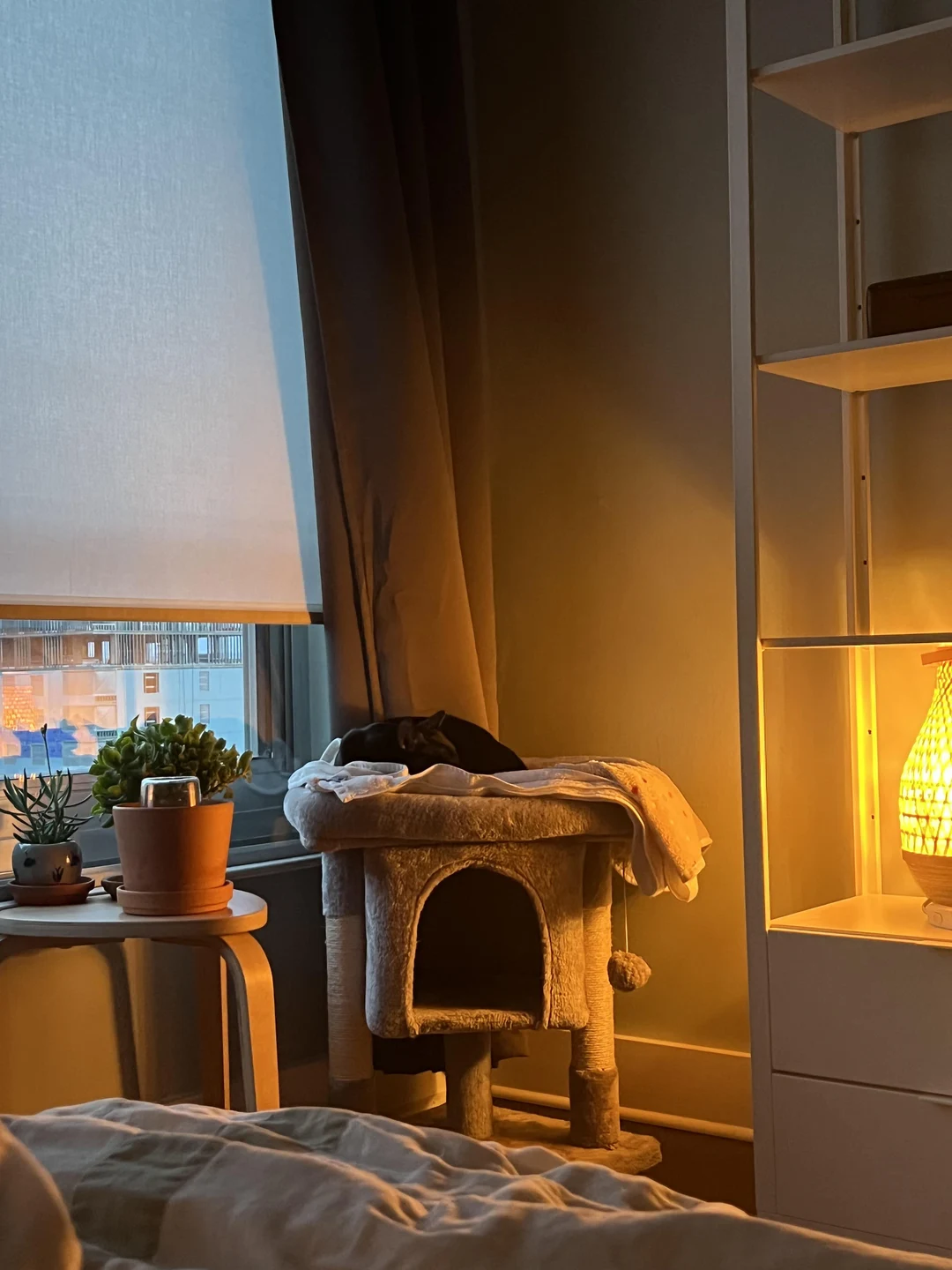 Cozy kitten corner | Scrolller