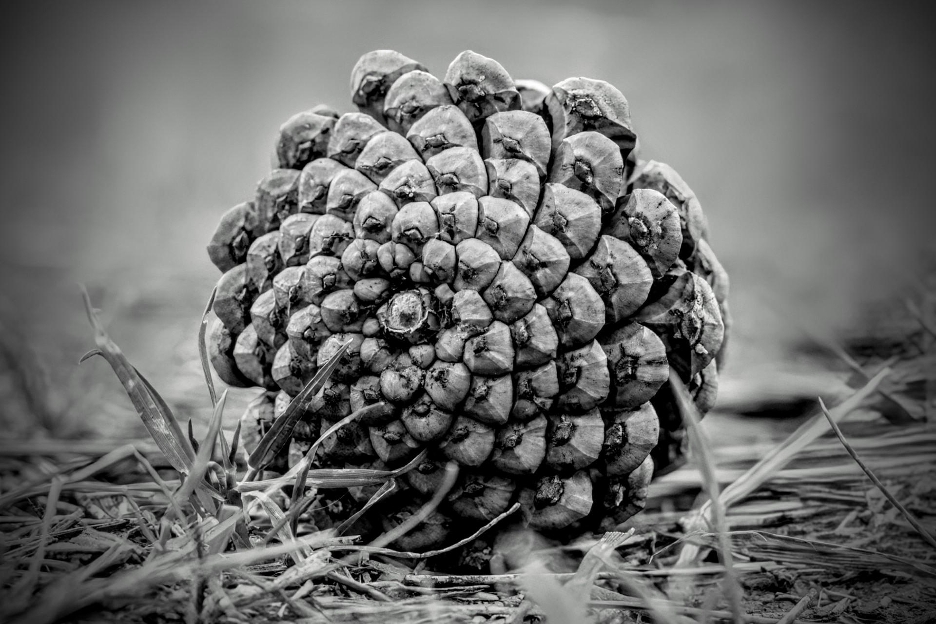 What are your thoughts on these pine cones? | Scrolller