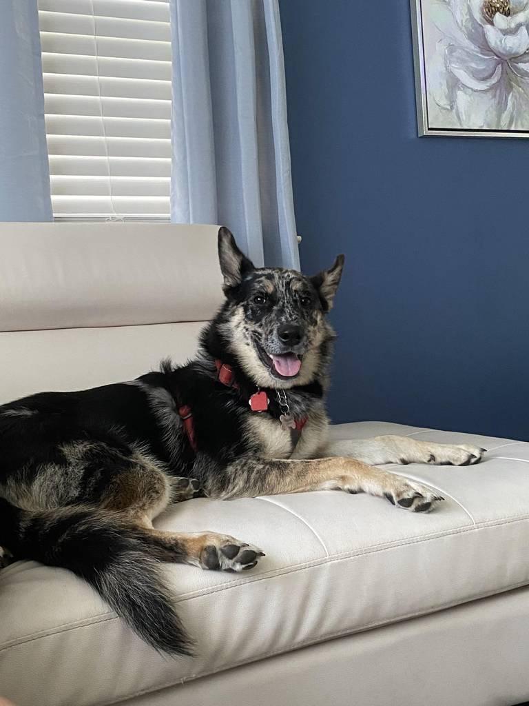 Our puppies | Scrolller