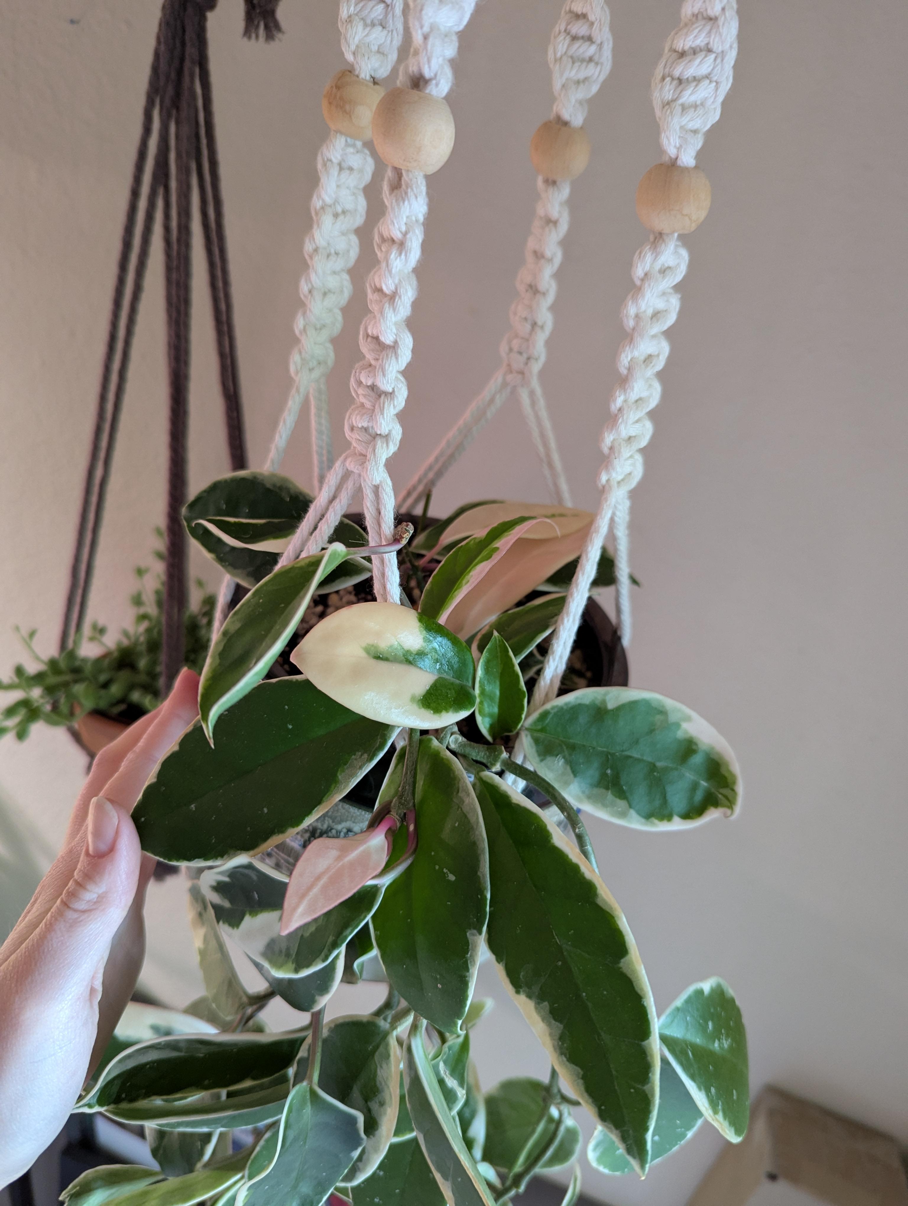 Hoya lacunosa Asami? | Scrolller