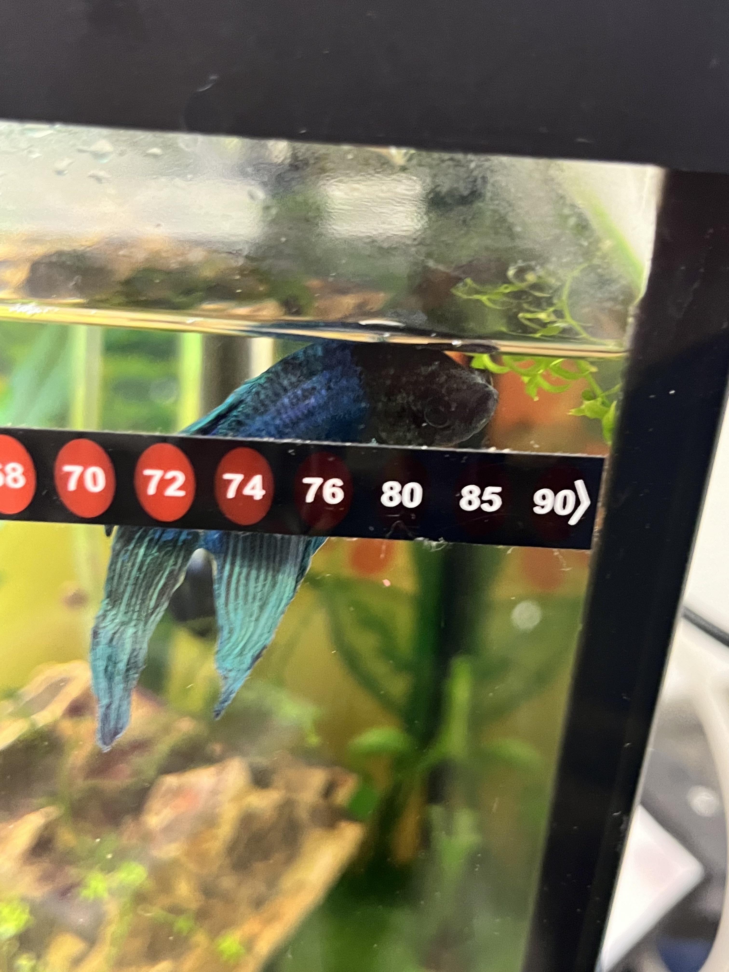 Discover more like Bettafish: Help Mr. Blueberry! and Related Content | Scrolller