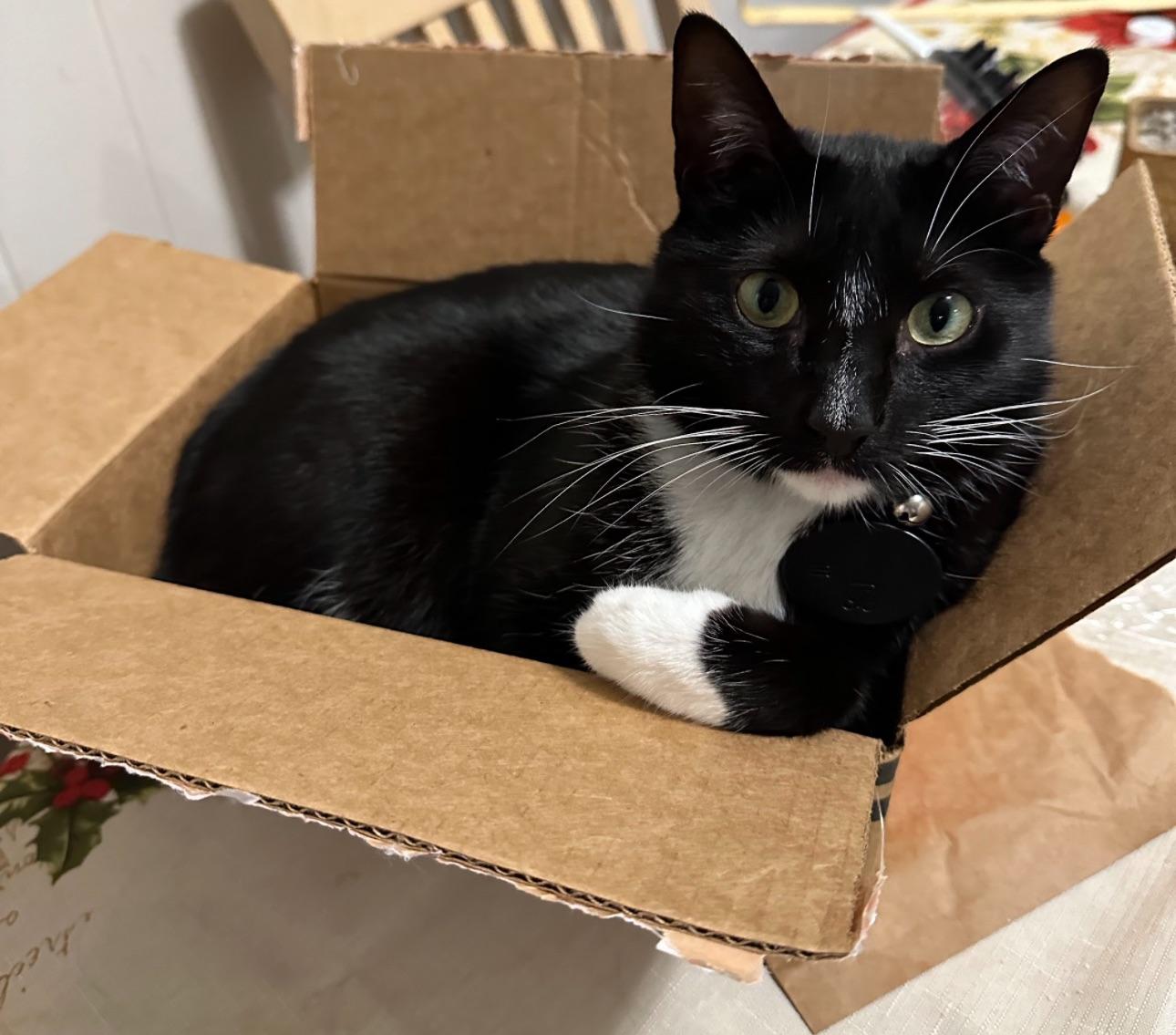 Pepper isn’t very good at Hide n’ Seek… | Scrolller