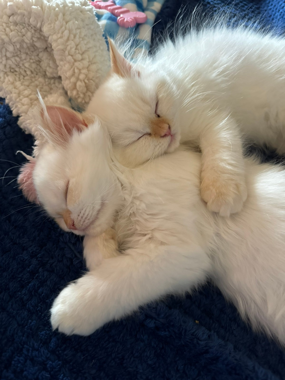 Every day’s an adventure with Milo and Otis around! | Scrolller