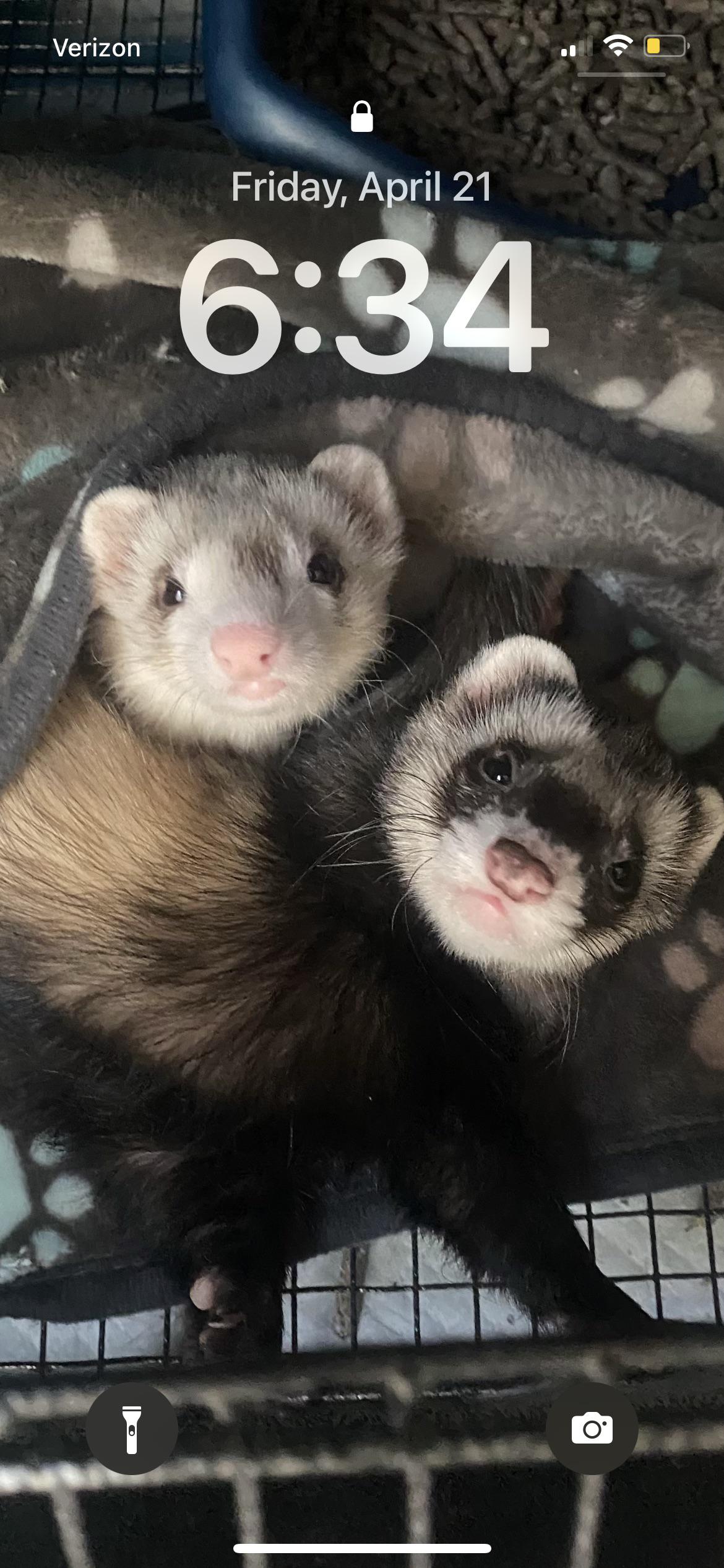 Overload of cuteness | Scrolller