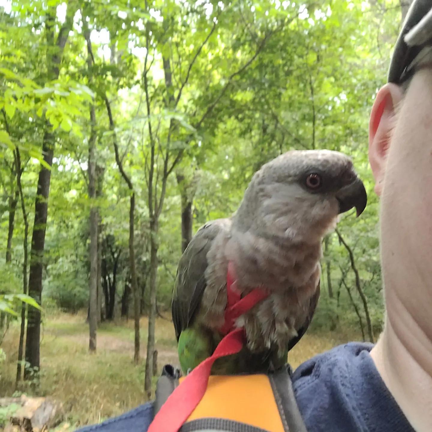 Outdoor Adventure Bird | Scrolller