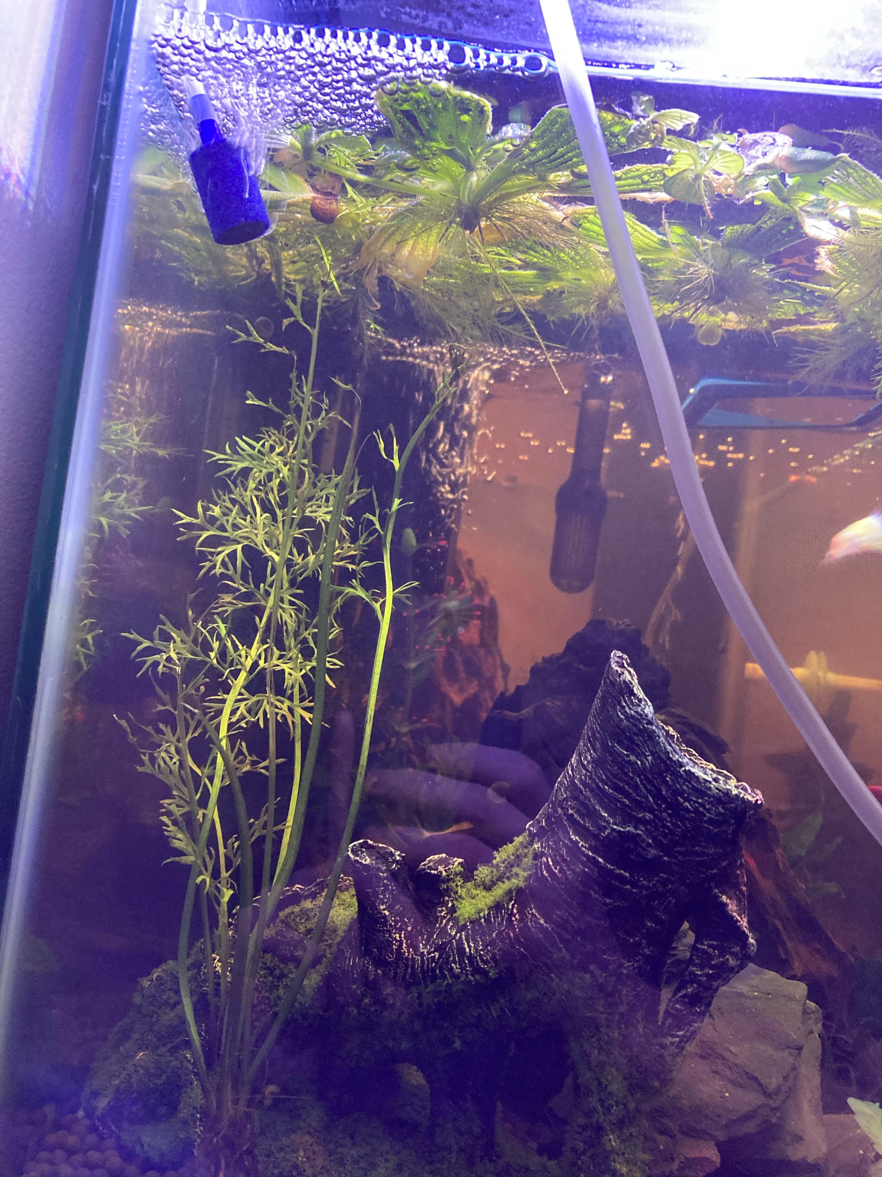 Should I plant my water sprite more into the substrate or will this be good? And will it be fine ...