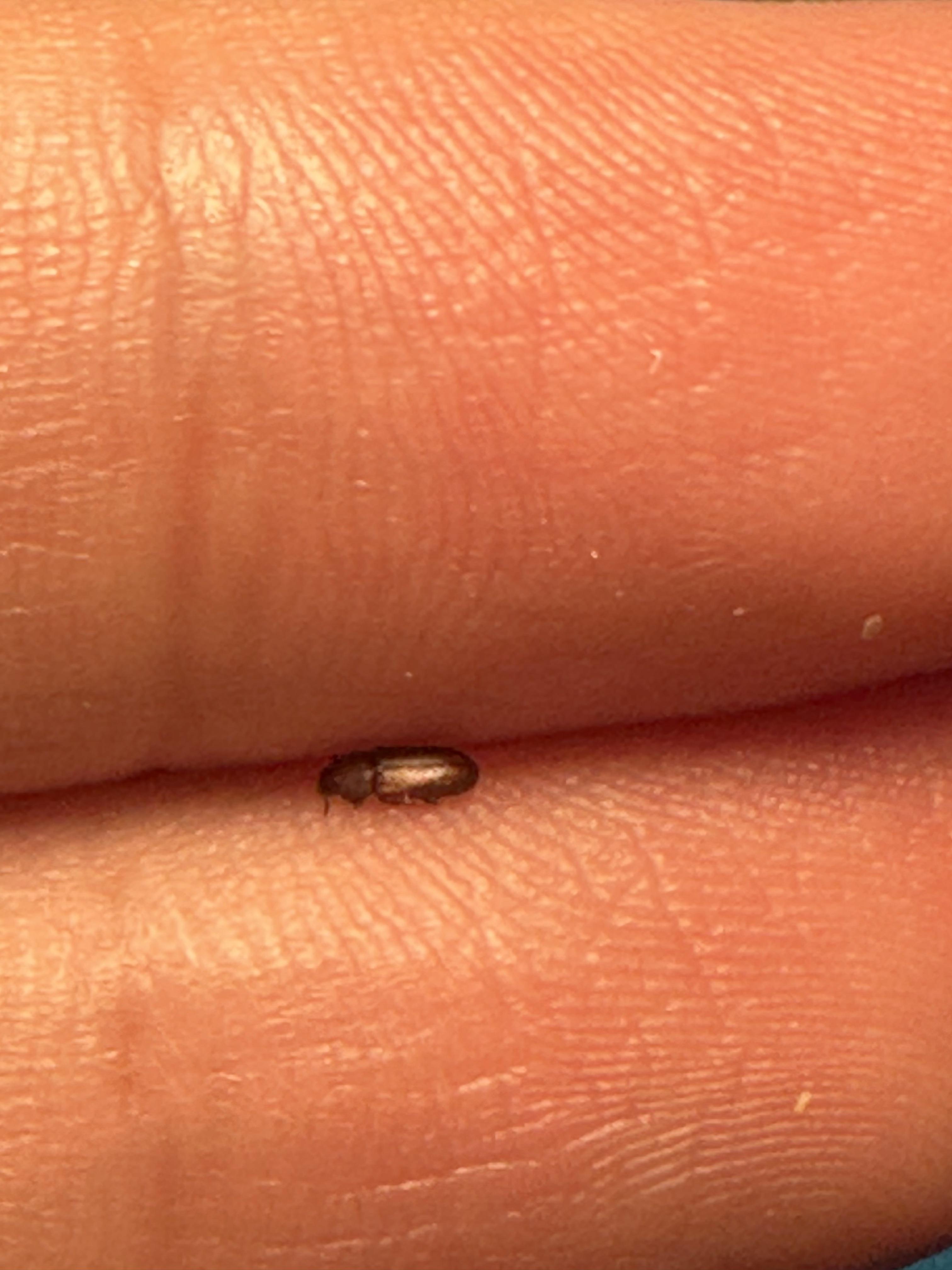 Mini mealworm/beetle? | Scrolller