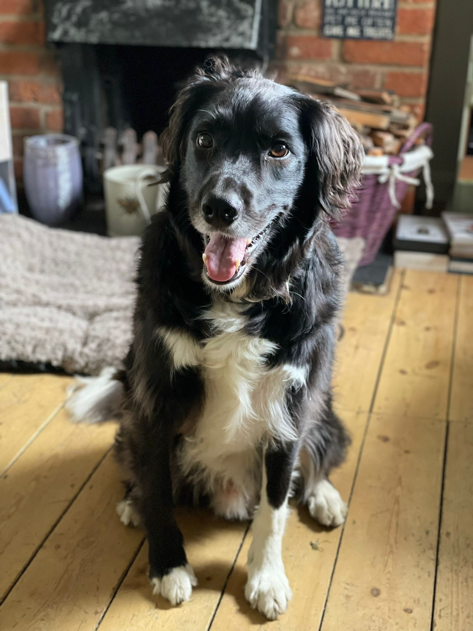 Meet Brian, 7 years of age, if a ball is in his sight, he will play with it for hours nonstop 😆 ...