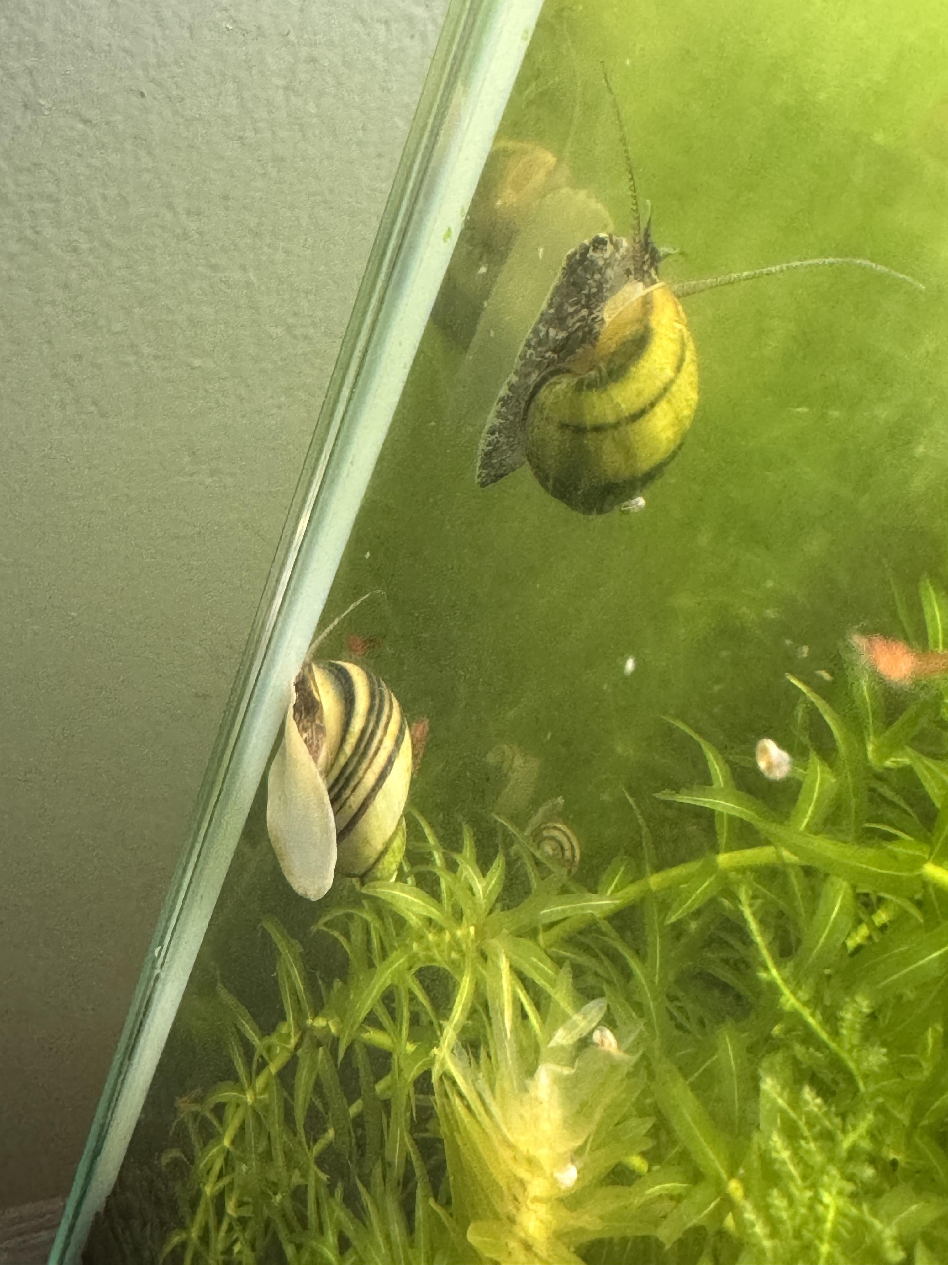 Snail gets exploited | Scrolller