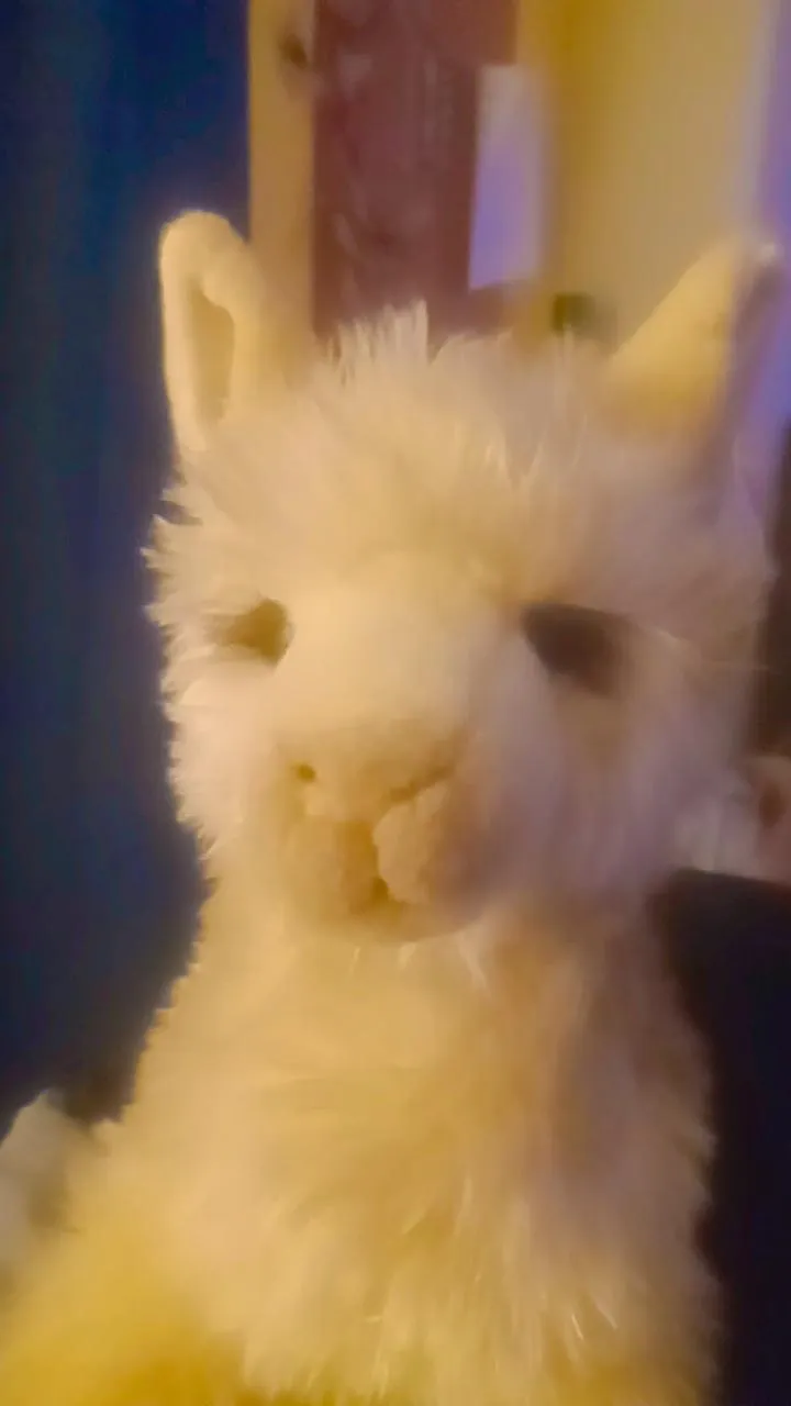 Dory, my favorite Lama | Scrolller