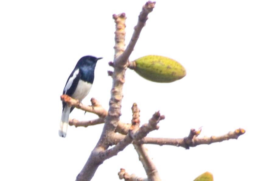 Bird ID request | Scrolller