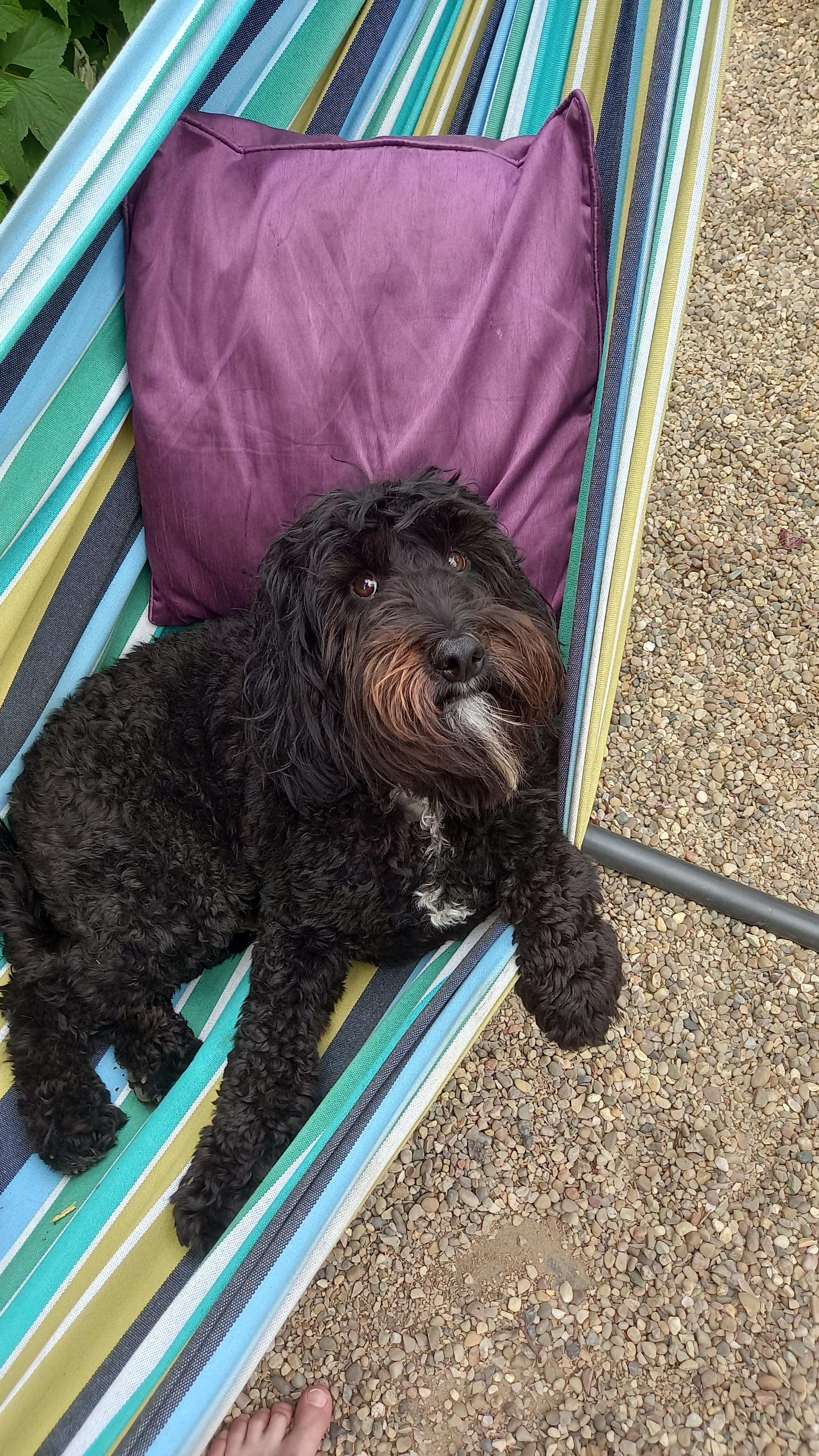 [OC] My dog relaxing in his hammock | Scrolller