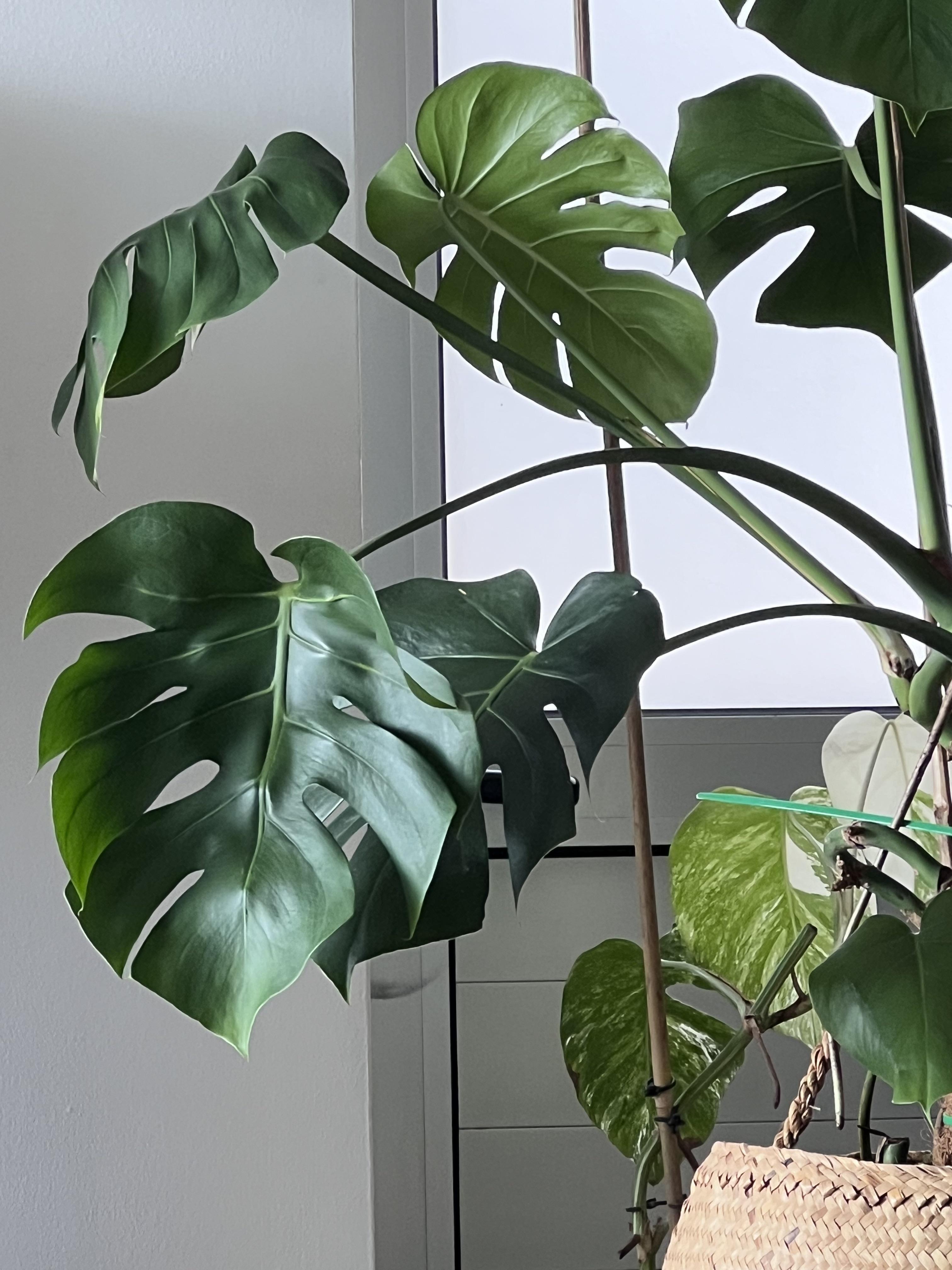 Discover more like Monstera: Monstera leaves curling and Related Content | Scrolller