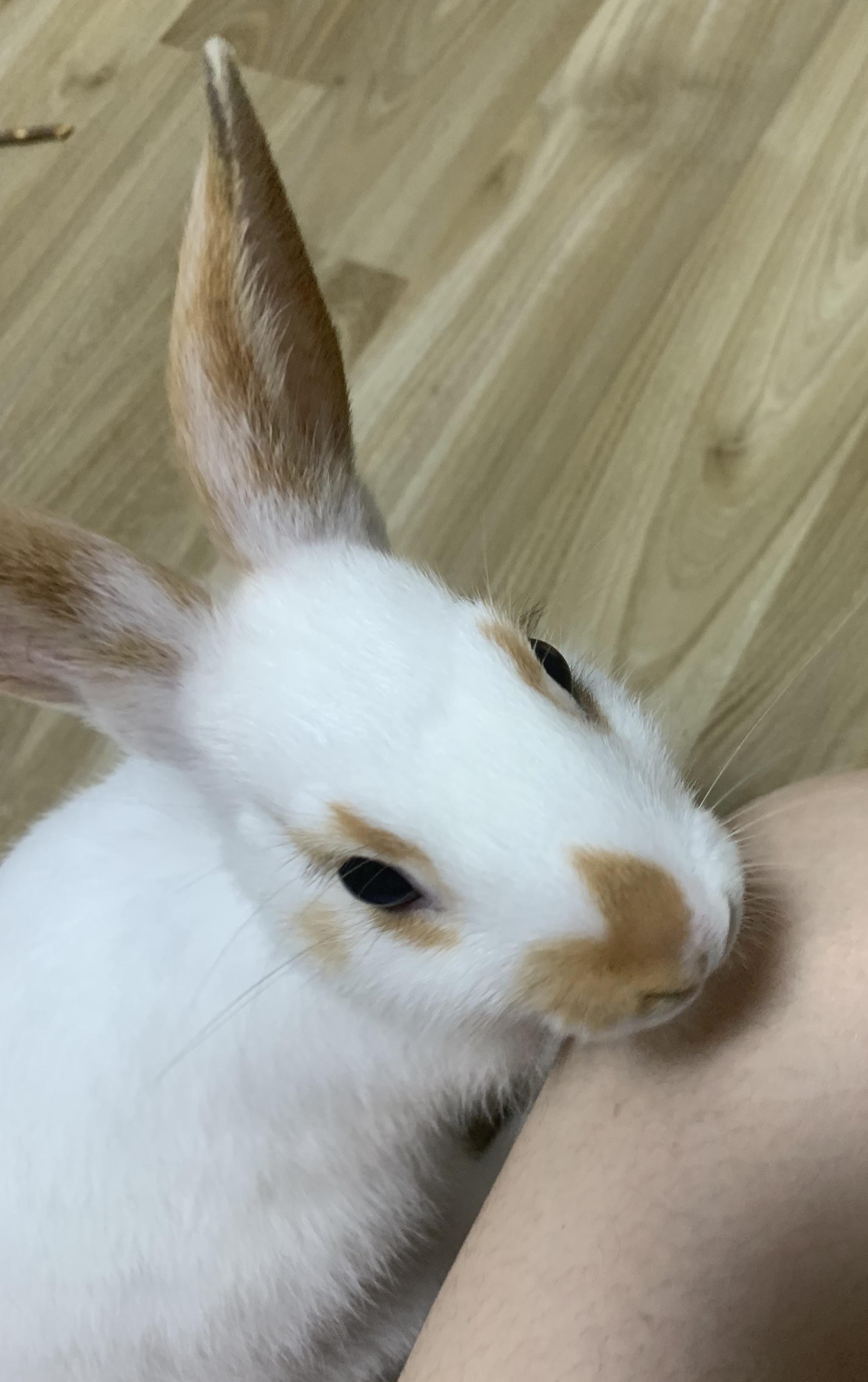 Is it normal for 3 months old to shed? | Scrolller