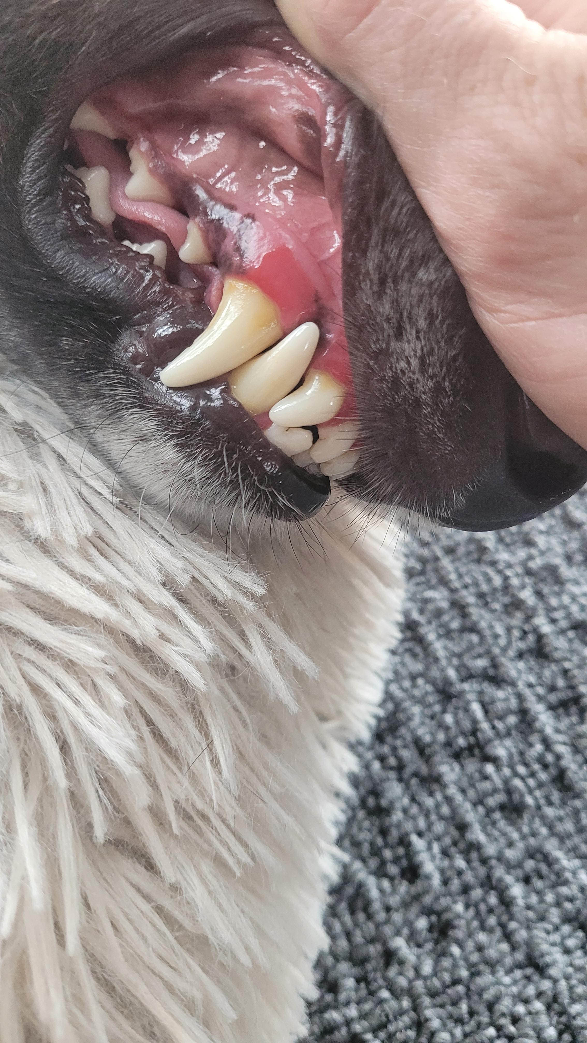 Gum redness help | Scrolller