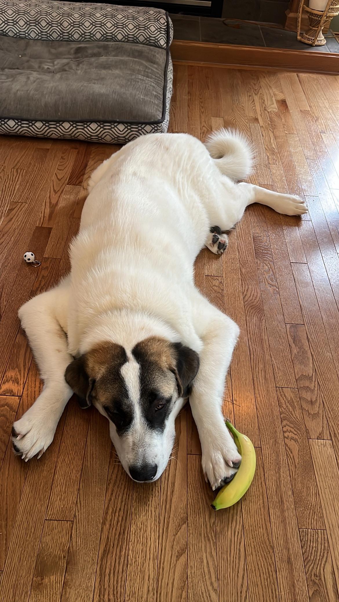 Our new foster puppy. Banana for scale. | Scrolller