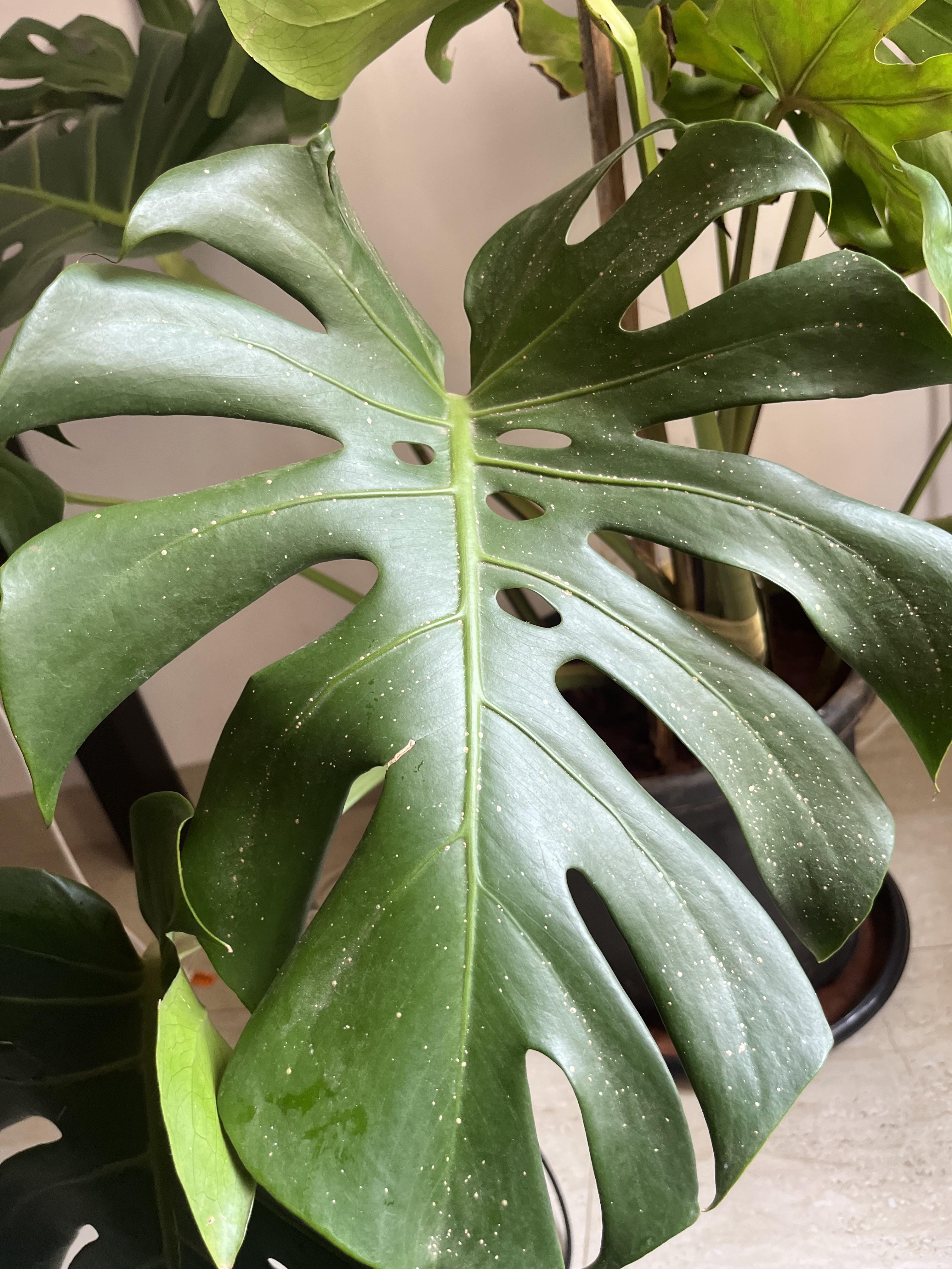 Yellow spots on monstera | Scrolller