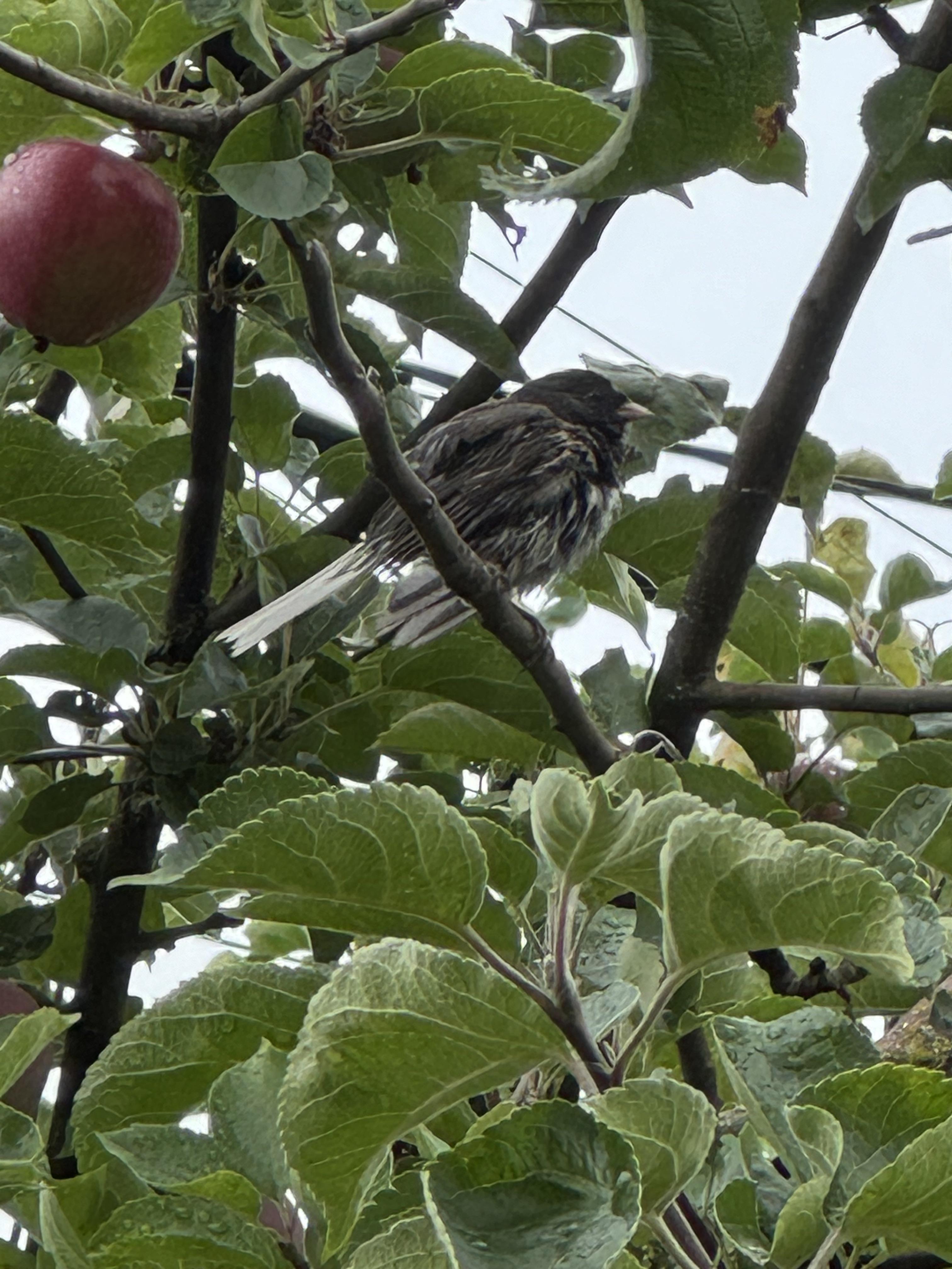 Spotted in Bellingham, WA, unusual coloring maybe? | Scrolller